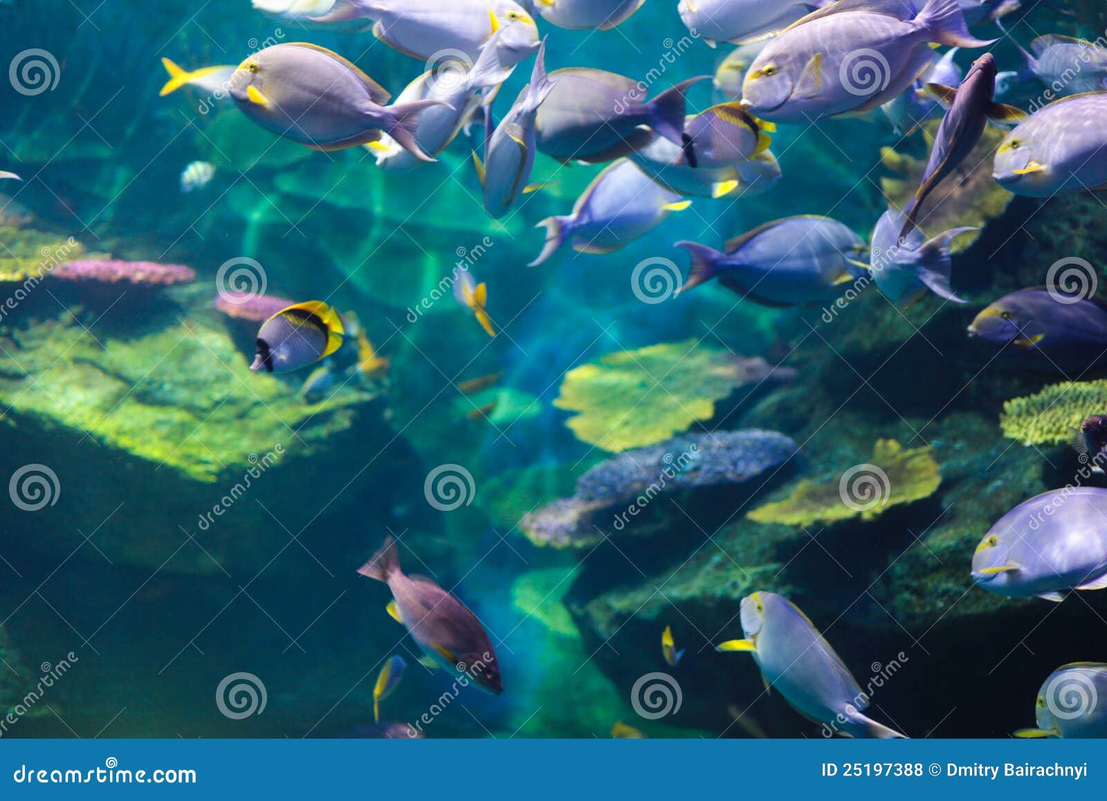 Schools of fish stock photo. Image of ocean, closeup - 25197388