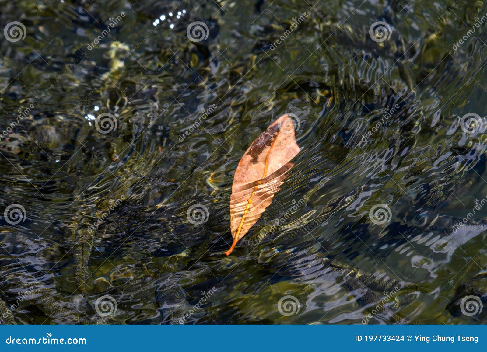 Schools of Fish with Changing Colors Under Light and Shadow Stock Photo ...