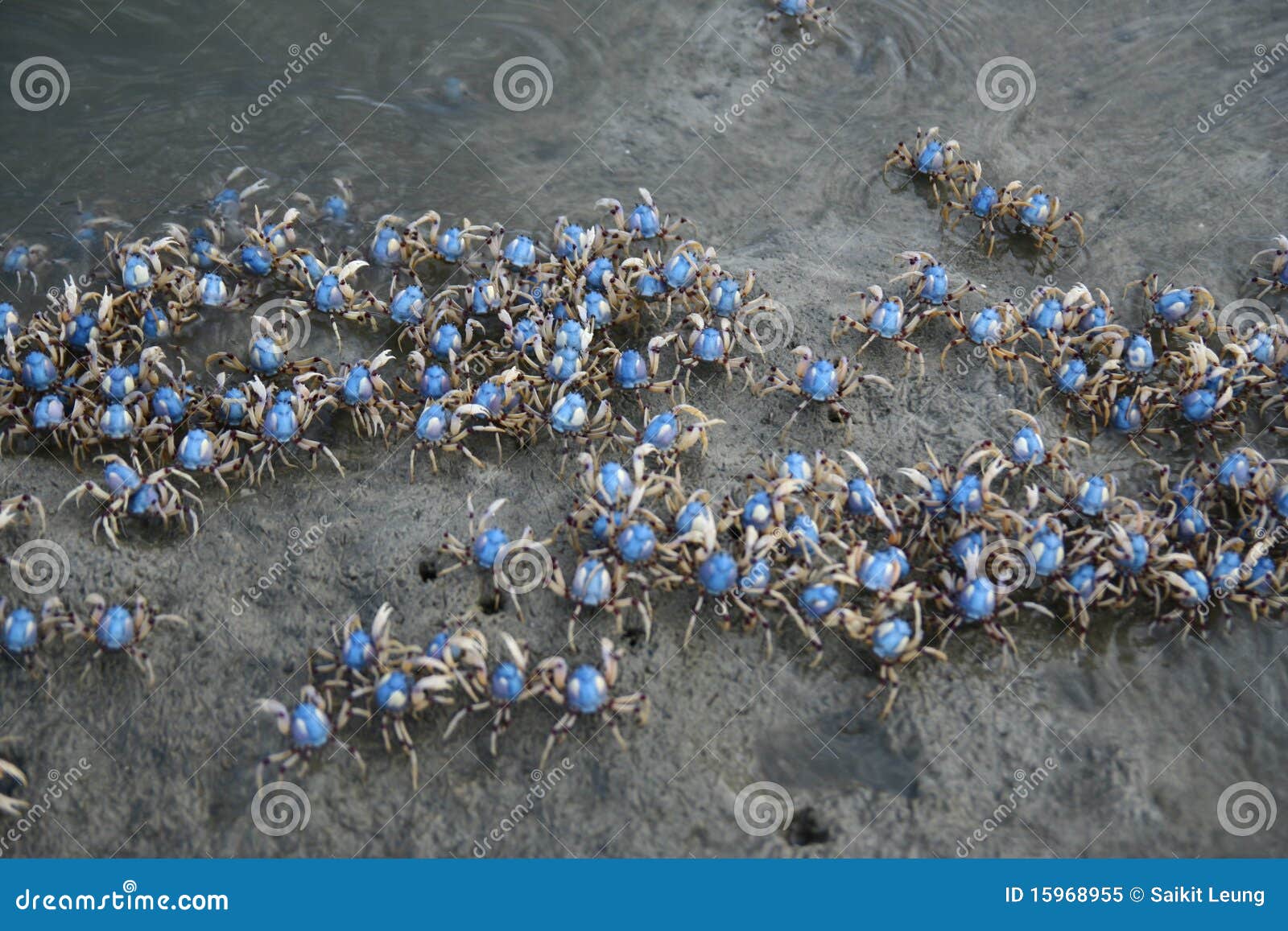 Schools of Soldier Crab stock image. Image of holiday - 15968955