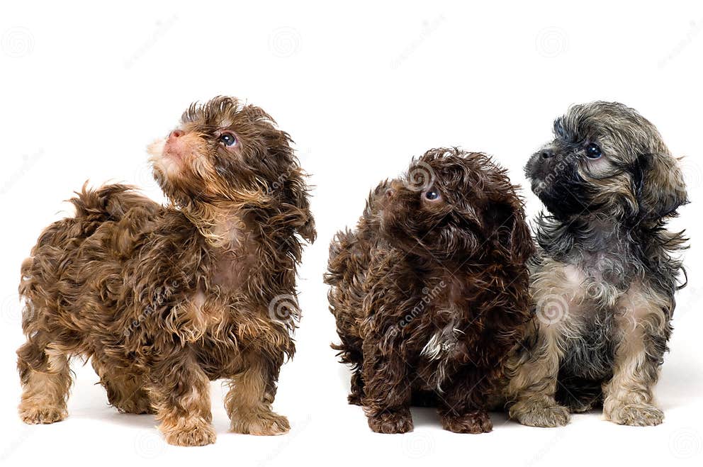 Schoothondjes in studio stock afbeelding. Image of uitziend - 11609939