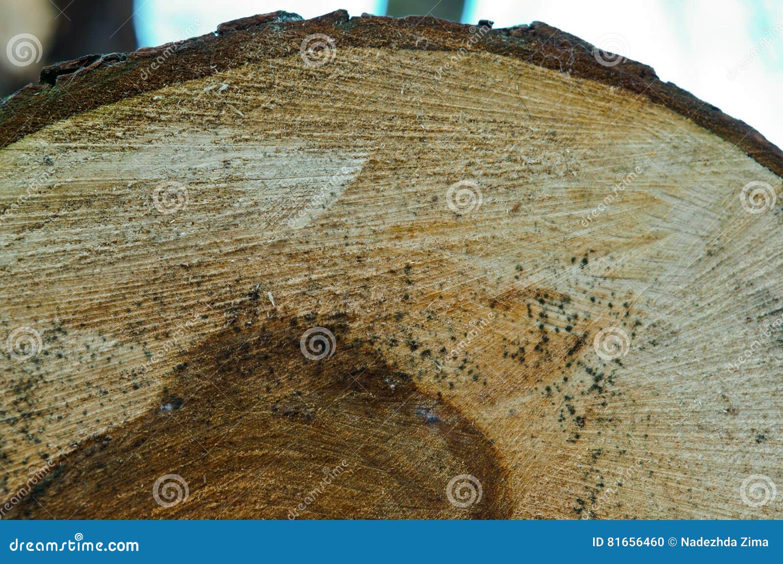 Schors, boom, textuur stock foto. Image of installatie - 81656460