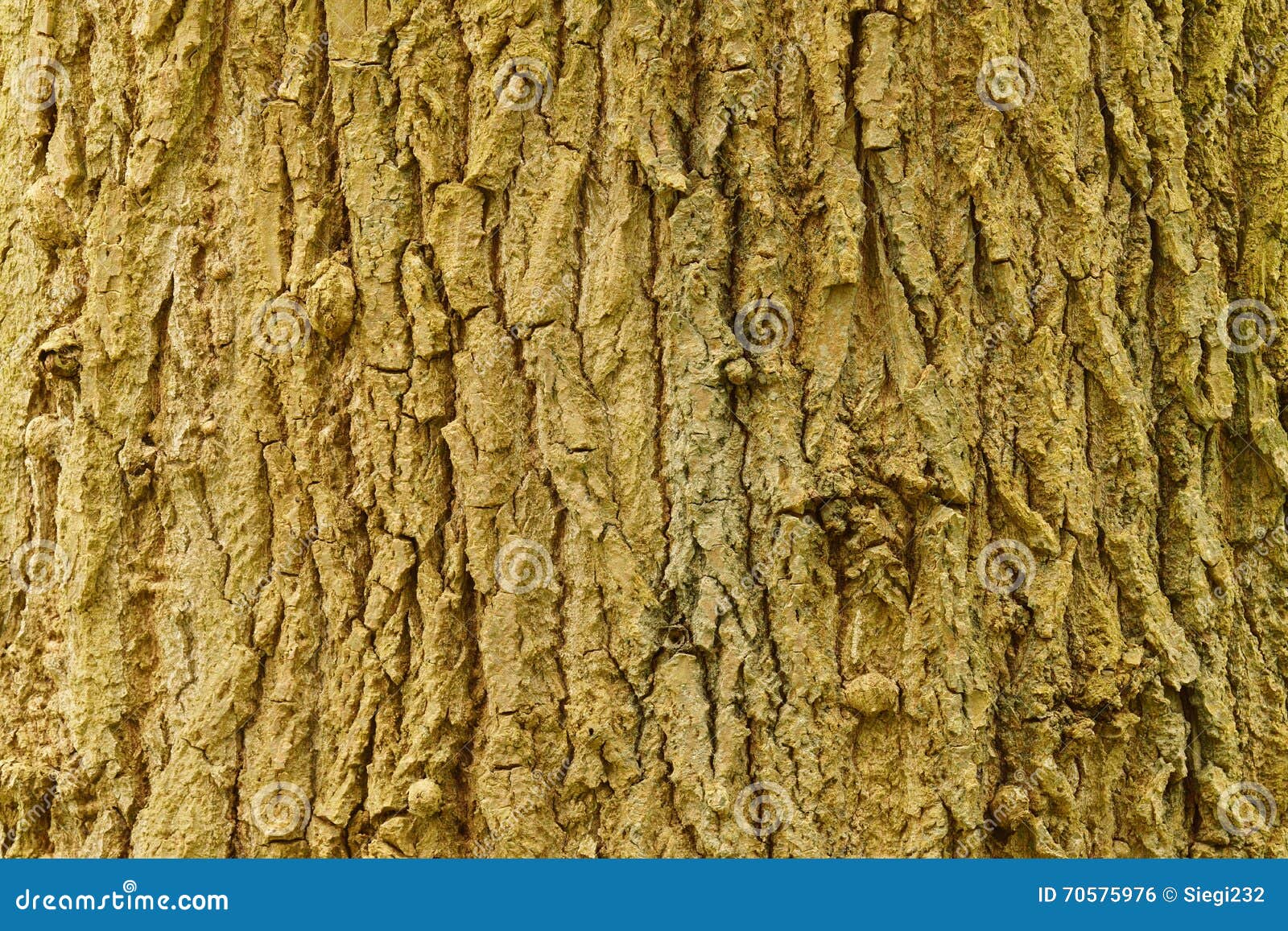 Schors van een lindeboom stock foto. Image of logboek - 70575976