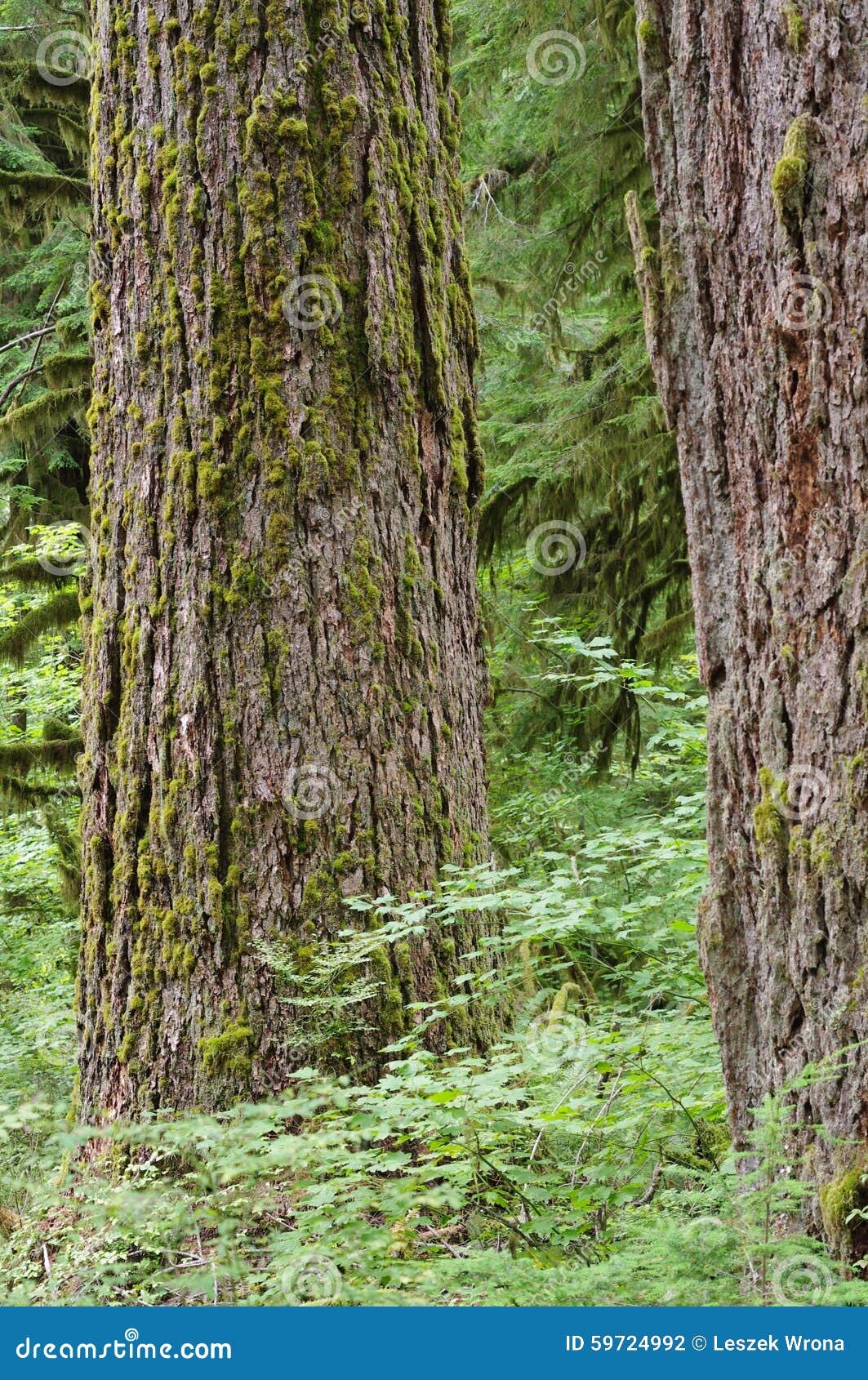 Schors Van Een Oude Spar Van Specimendouglas Stock Foto - Image of ...