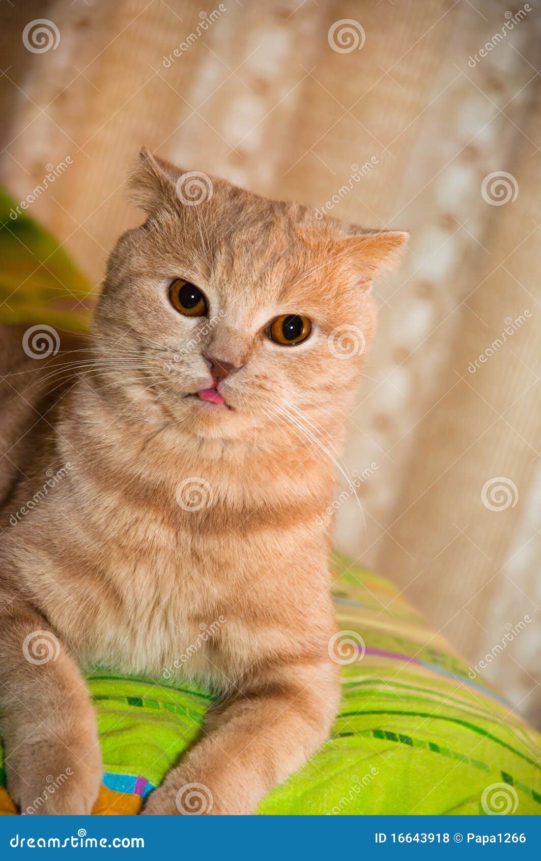 Schotse Met Hangende Oren Kat Stock Foto - Image of versie, gebouw ...