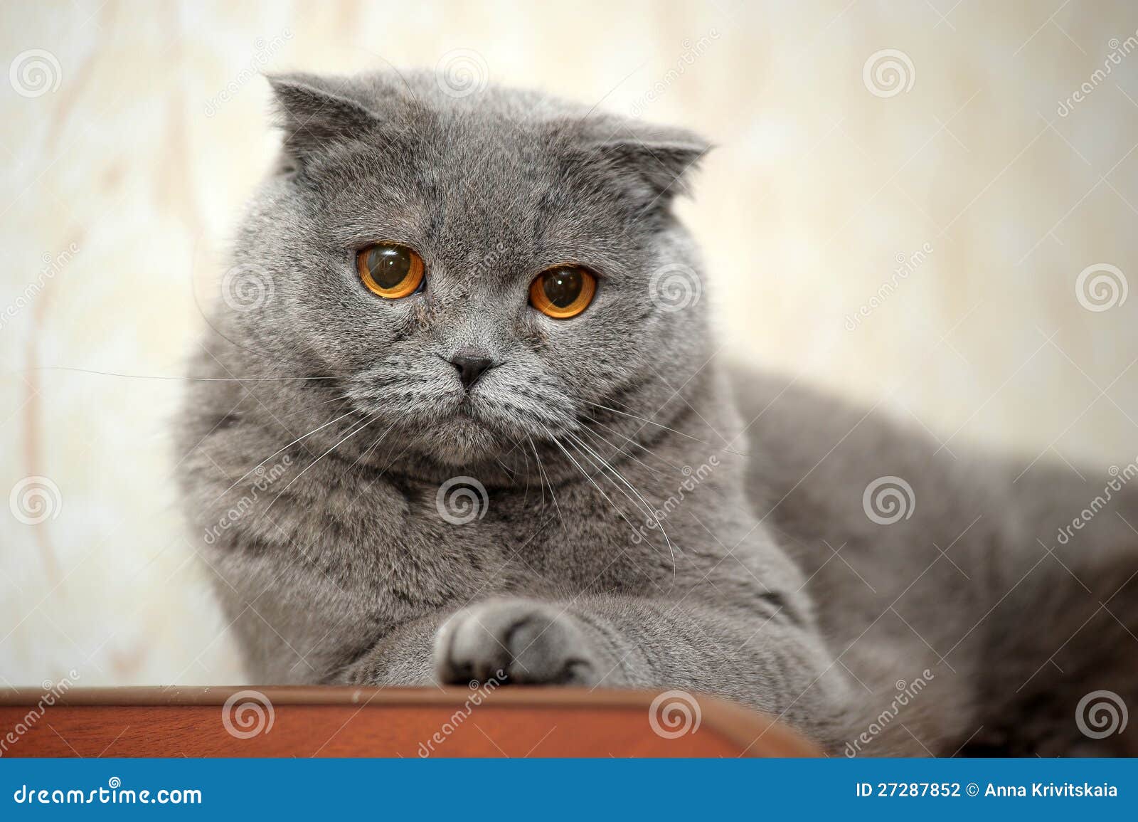 Schotse Met Hangende Oren Kat Stock Foto - Image of helder, vouwen ...