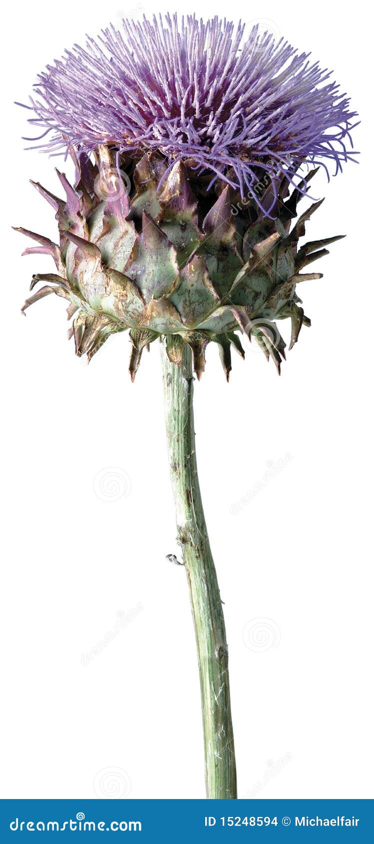 Schottische Distel Auf Weißem Hintergrund Stockfoto - Bild von hochland ...