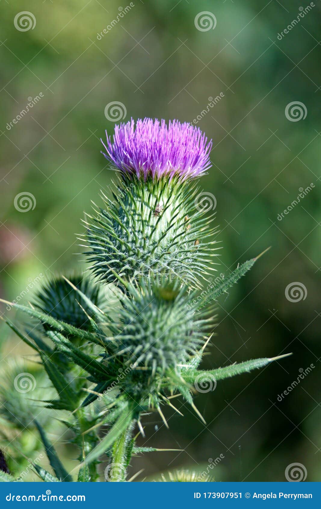Schottische Distel stockbild. Bild von schottisch, purpurrot - 173907951