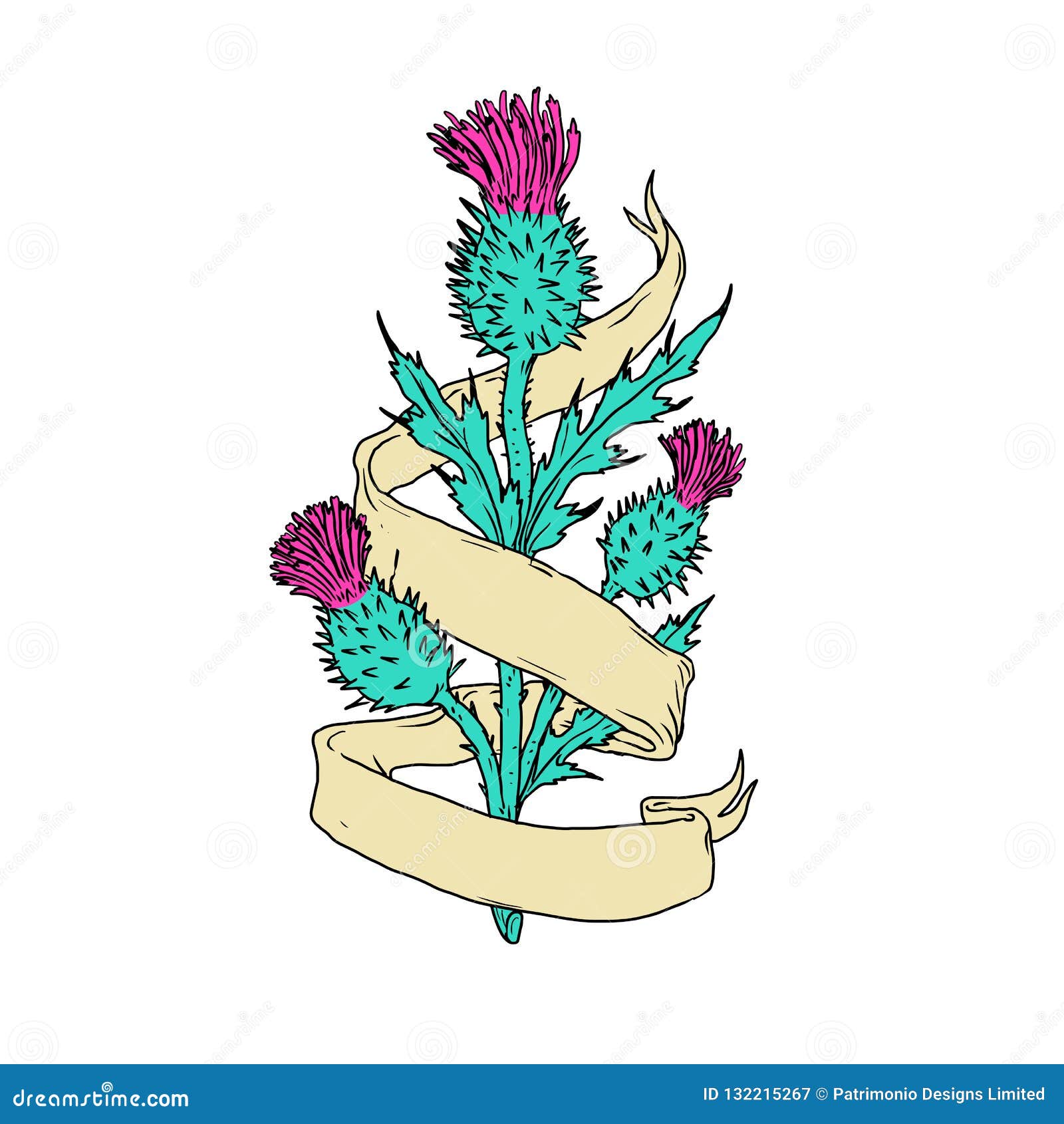 Schottische Distel Mit Band-Farbzeichnung Vektor Abbildung ...