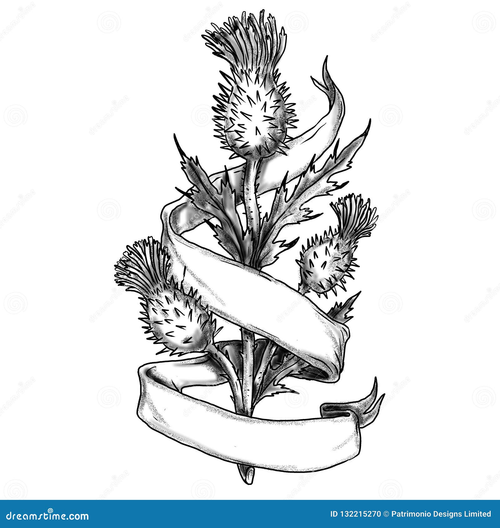 Schottische Distel Mit Band-Skizze Stock Abbildung - Illustration von ...