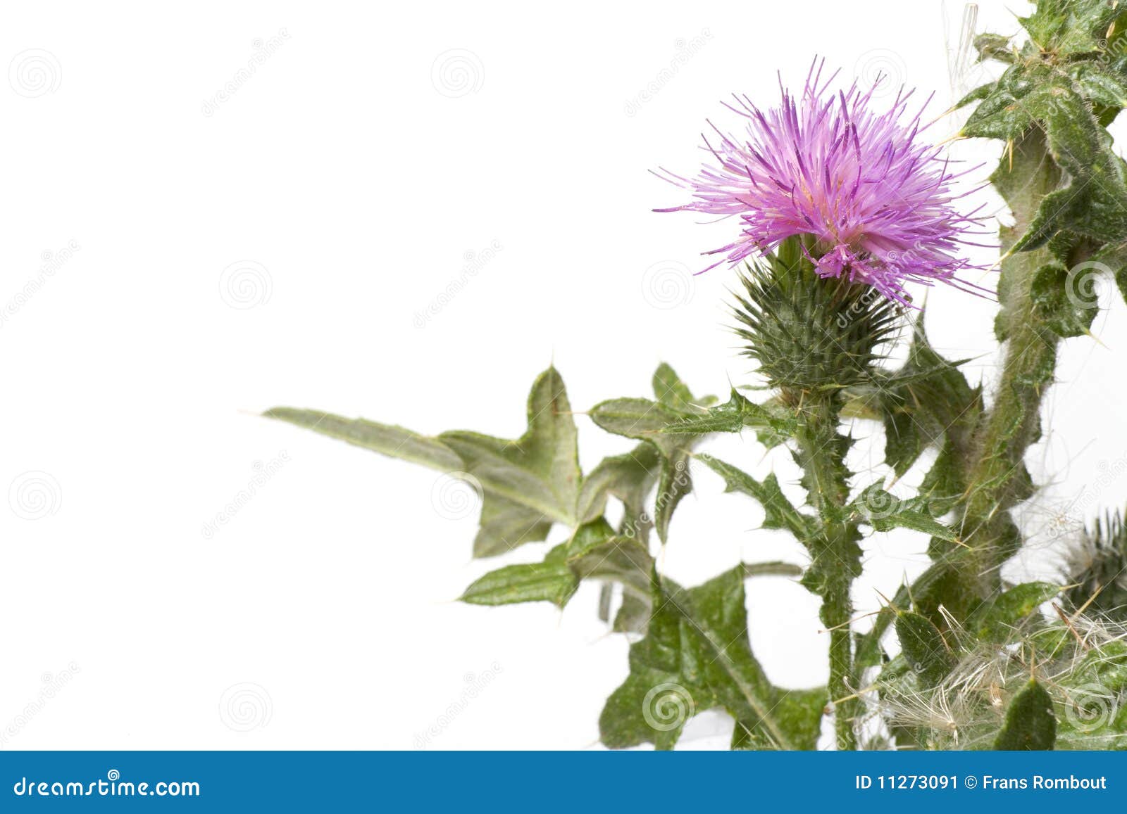 Schottische Distel Mit Purpurroter Blume Stockbild - Bild von distel ...