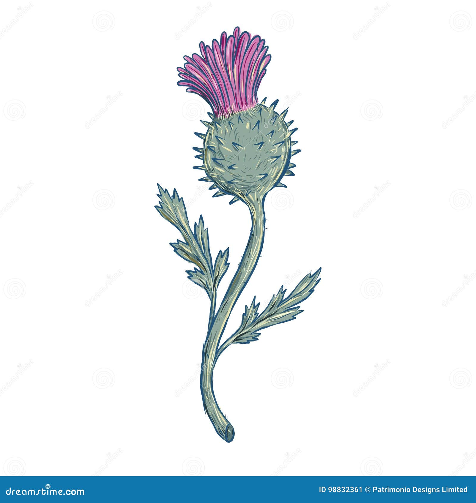 Schottische Distel-Zeichnung Vektor Abbildung - Illustration von ...