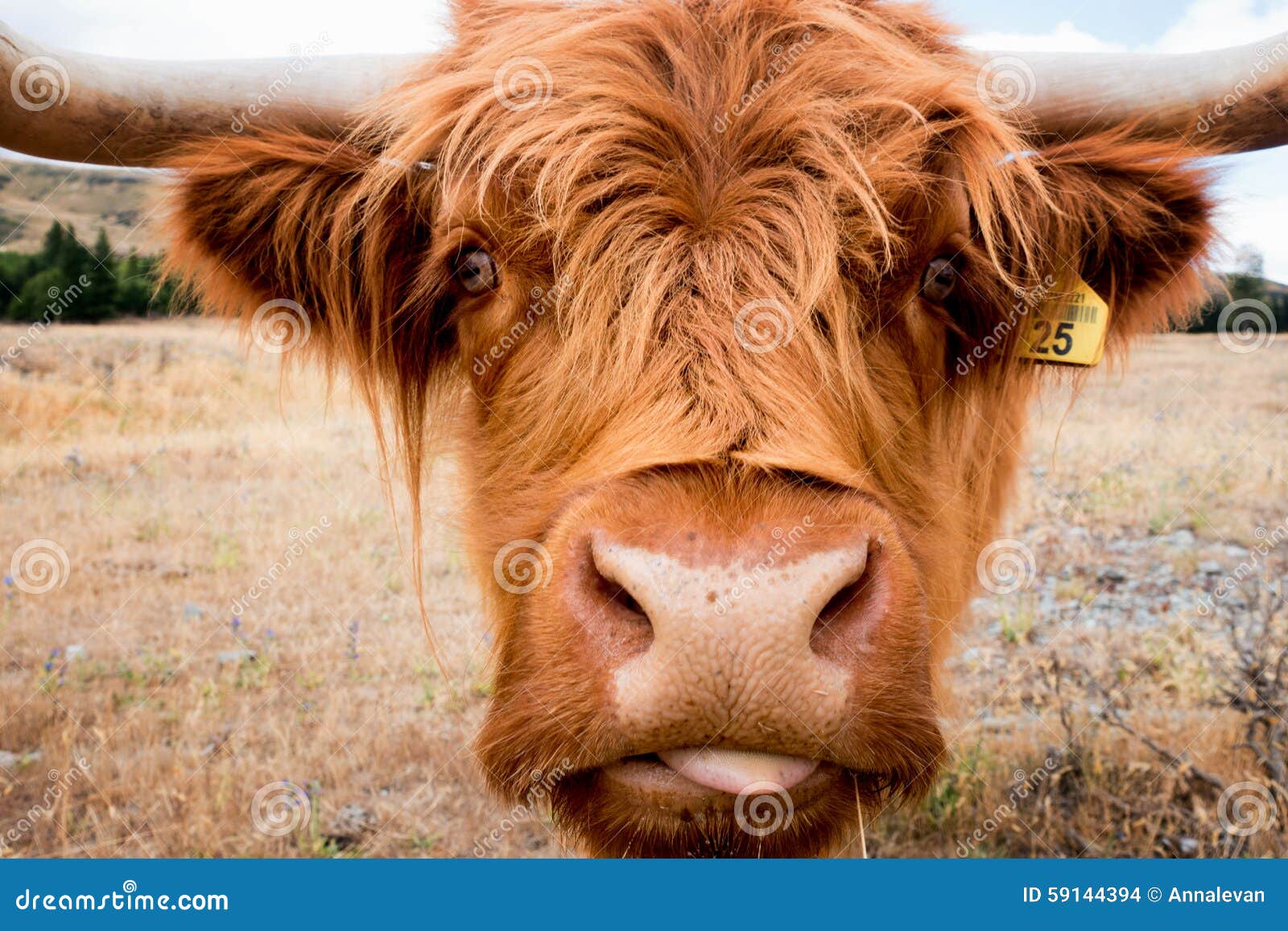 Schottische Hochland-Kuh in Neuseeland Stockfoto - Bild von lang ...