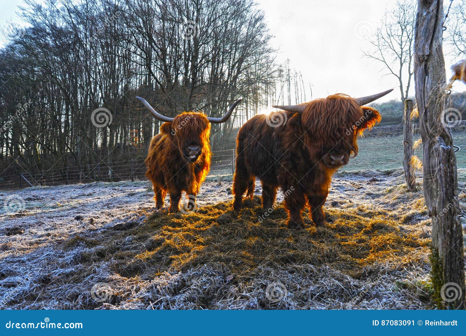 Schottisches Hochland-Vieh stockbild. Bild von grasen - 87083091