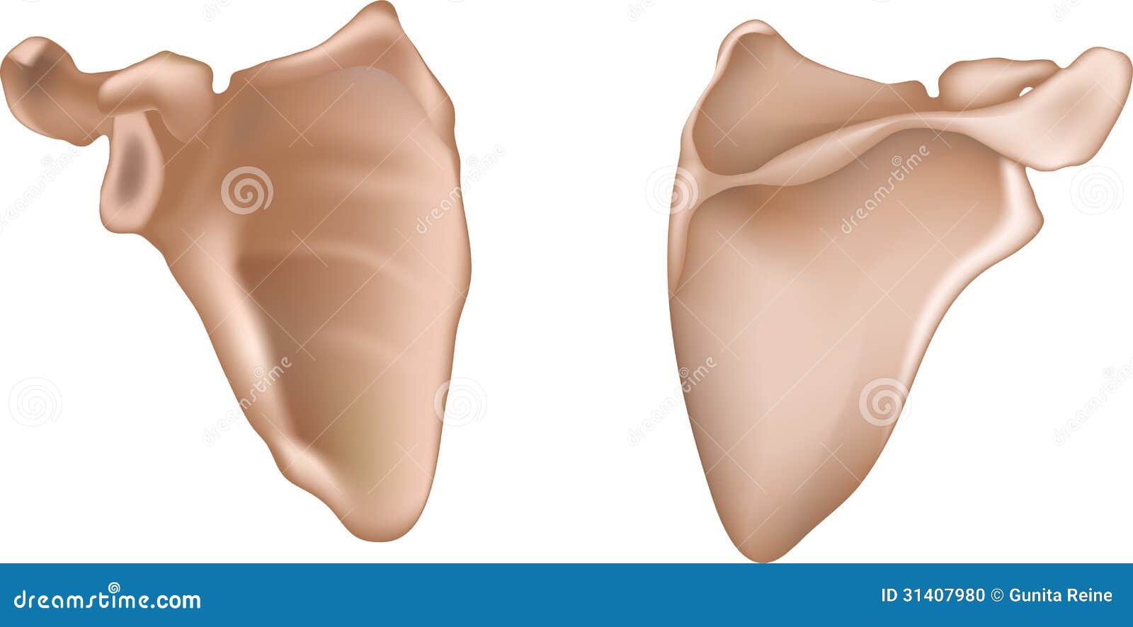 Schouderblad vector illustratie. Illustration of been - 31407980