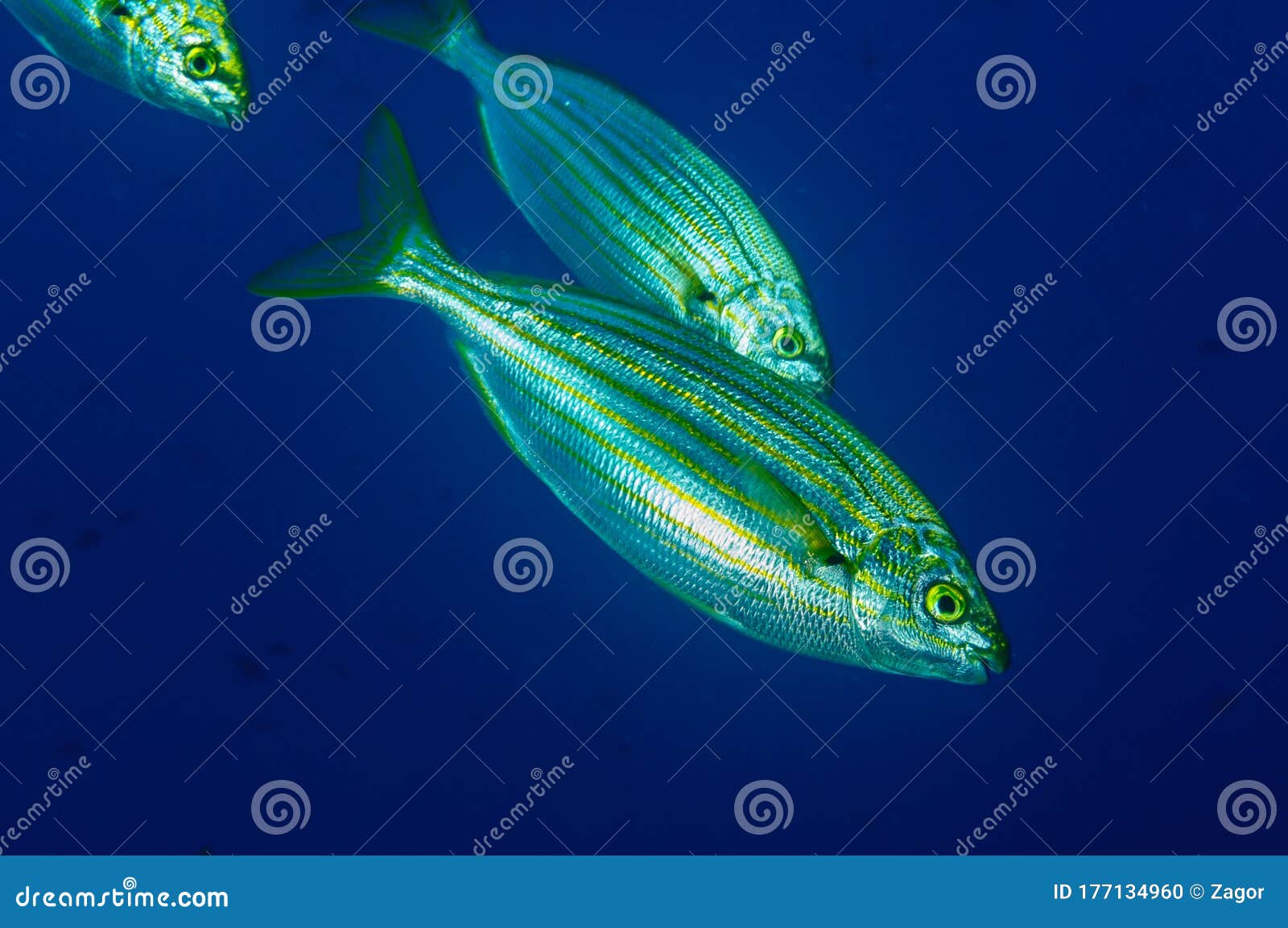 Schule von sarpa Salpa stockfoto. Bild von ozean, mittelmeer - 177134960