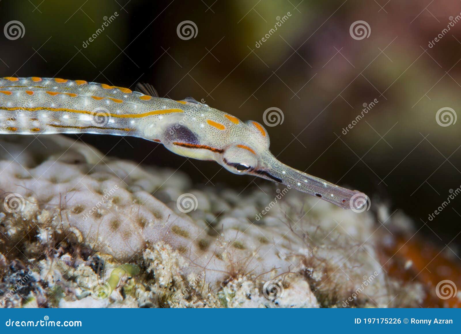 Schultz pipefish , red sea stock photo. Image of underthesea - 197175226