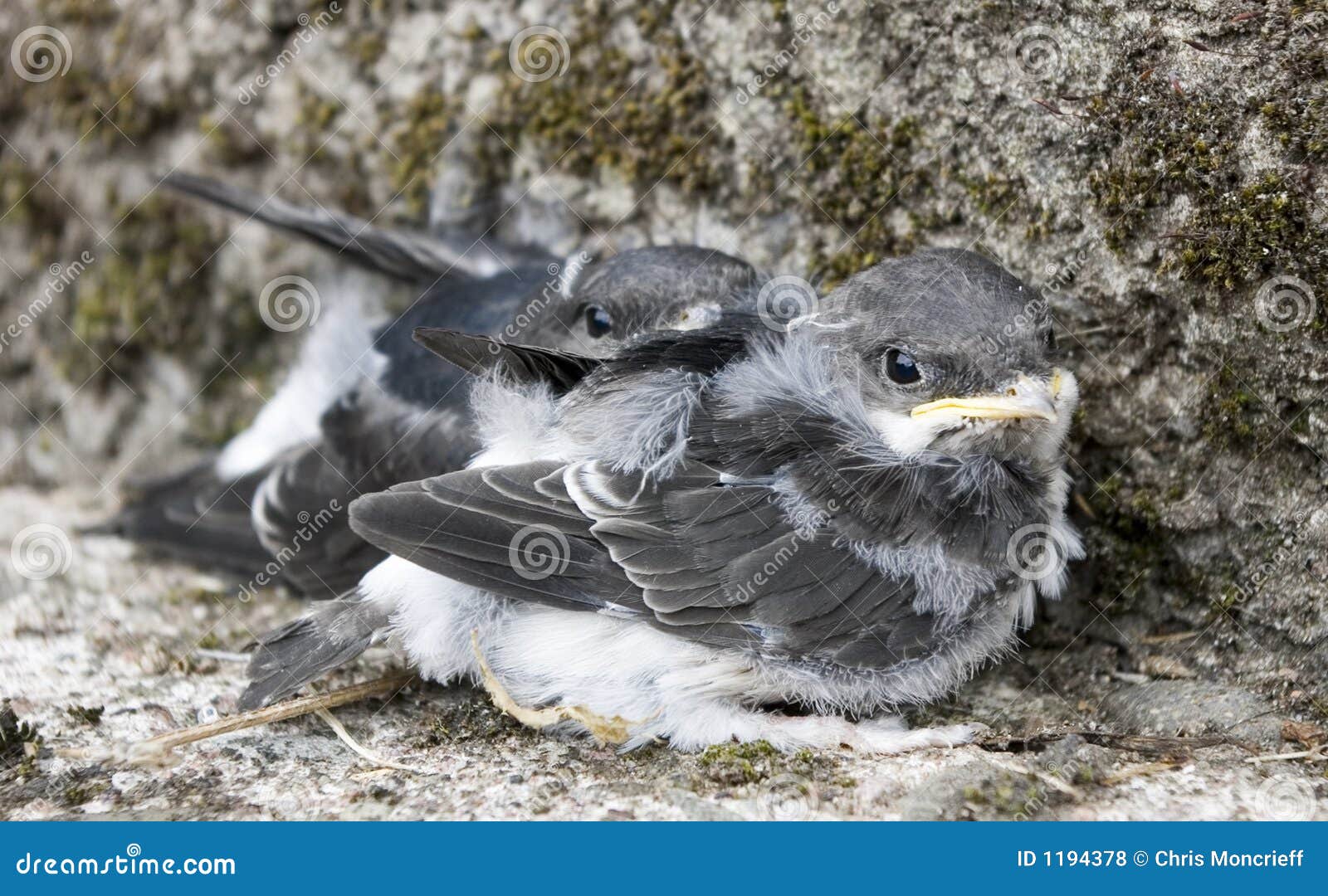 Schwalben-Küken stockfoto. Bild von nest, schwalbe, vögel - 1194378