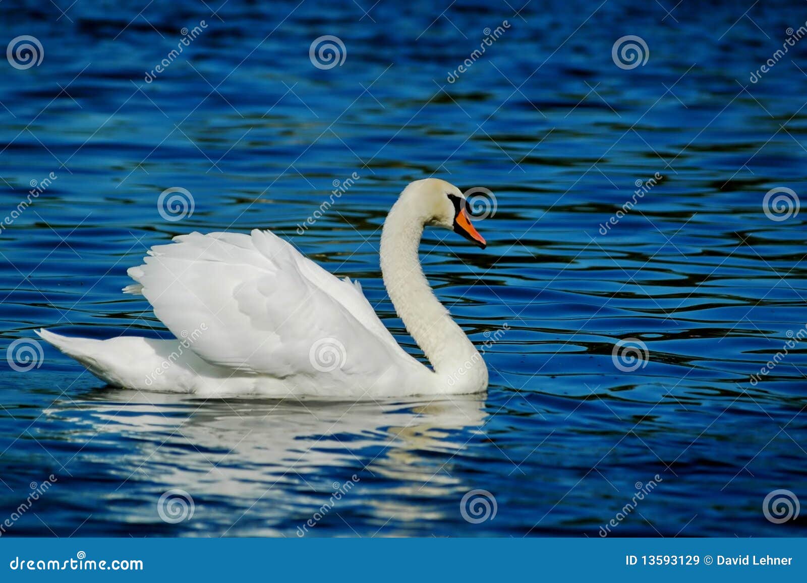 Schwan stockbild. Bild von park, blau, schwan, schwimmen - 13593129