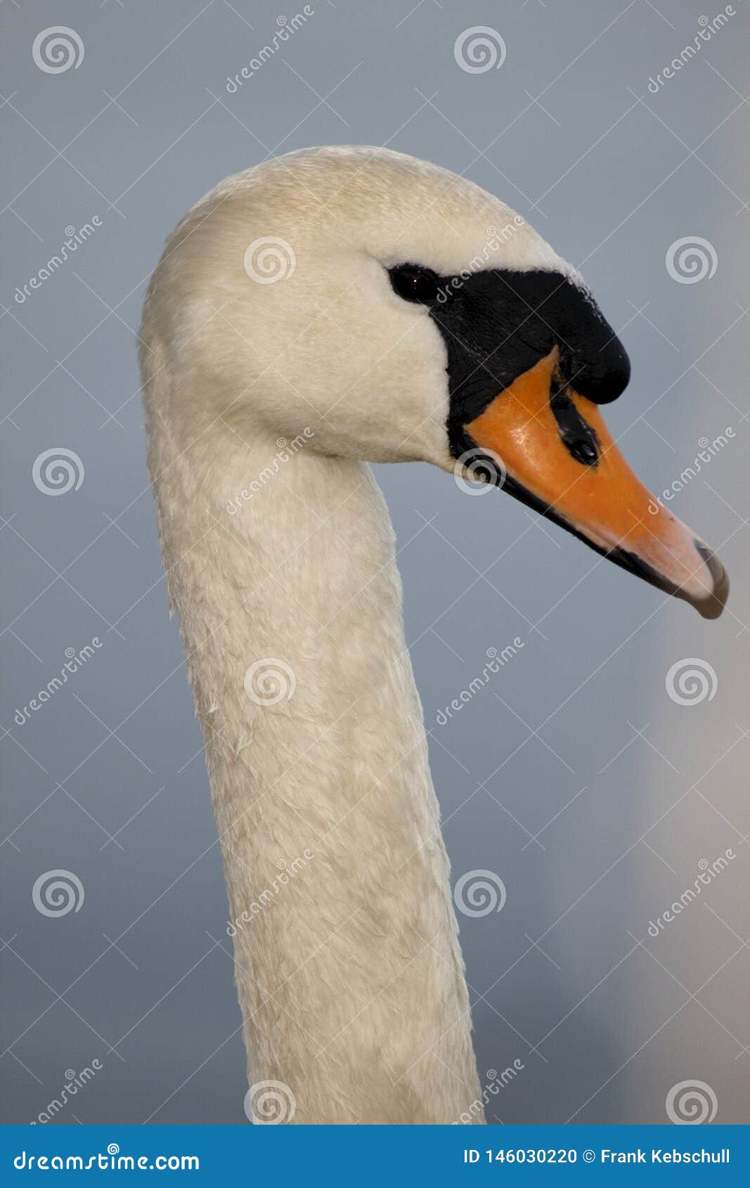 Wet white swan Portrait stock photo. Image of animal - 146030220