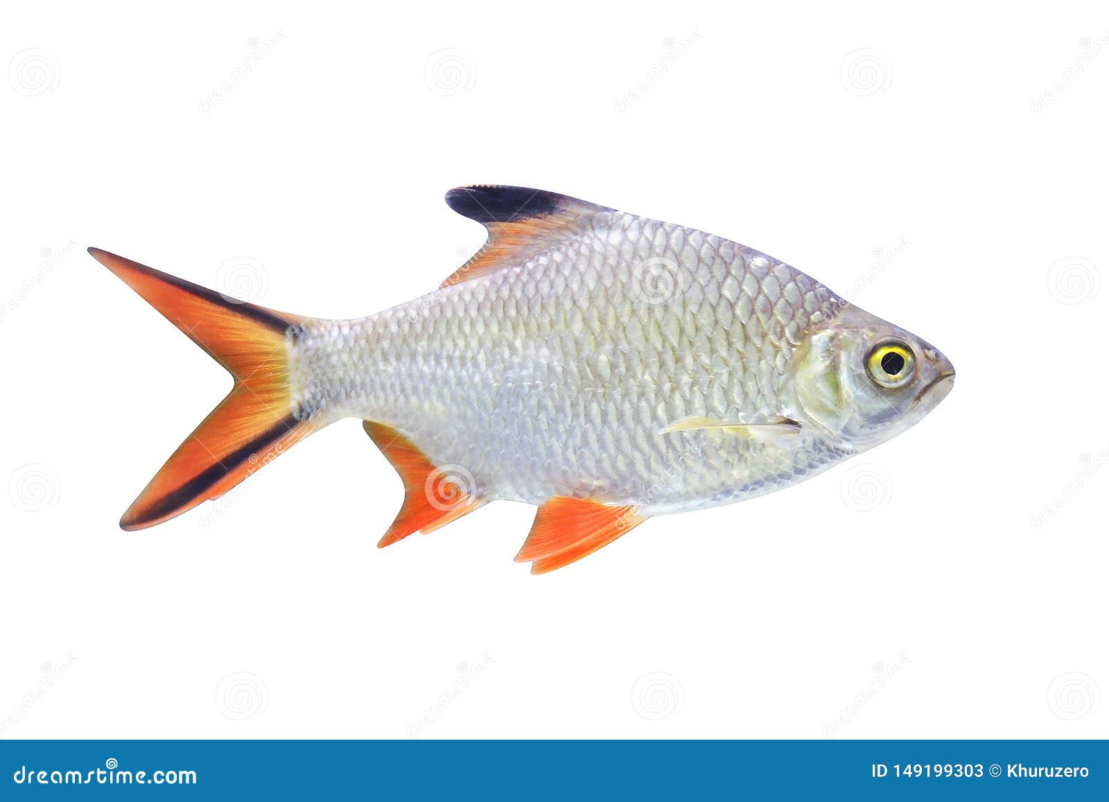 Tinfoil Barb (Barbonymus Schwanenfeldii). Stock Photo | CartoonDealer ... Tinfoil Barb (Barbonymus Schwanenfeldii). Stock Photo | CartoonDealer ...