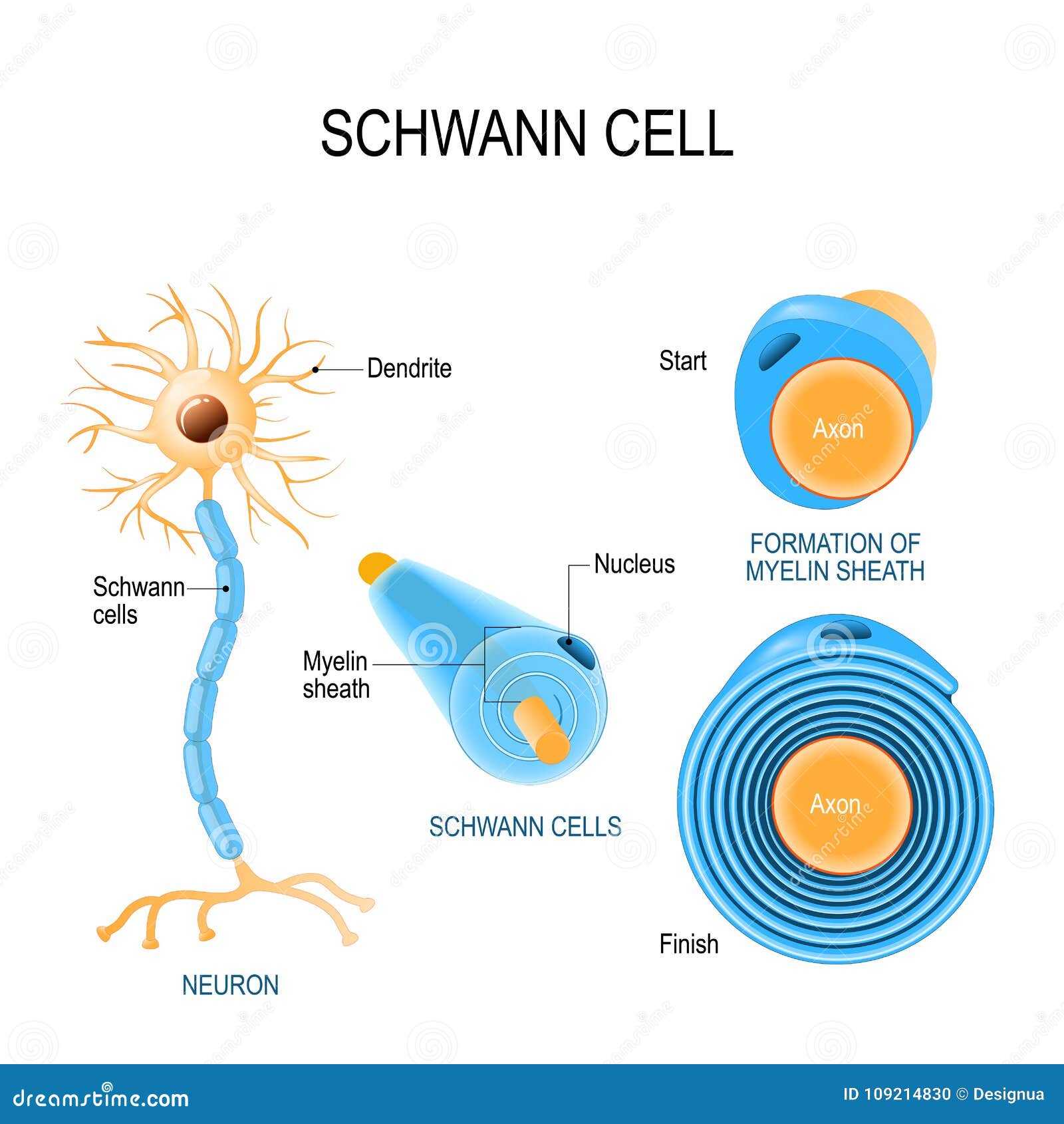 Schwann Cells. Structure of Neurolemmocytes Stock Vector - Illustration ... Schwann Cells. Structure of Neurolemmocytes Stock Vector - Illustration ...
