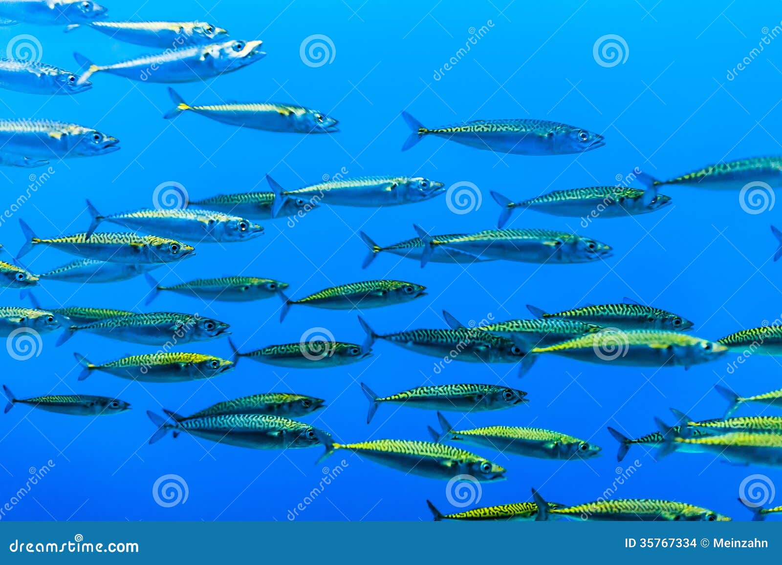 Schwarm Von Silbernen Fischen Im Meer Stockfoto - Bild von recht, nave ...
