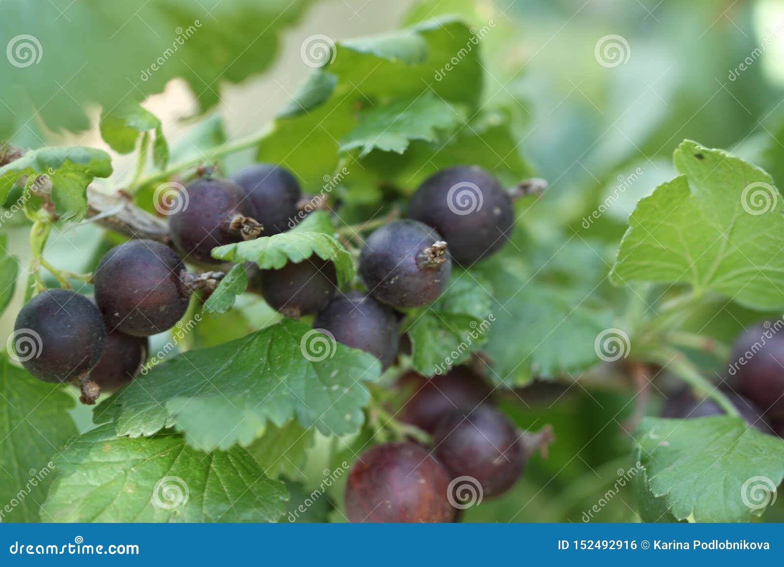 Schwarze Johannisbeere Auf Busch Stockfoto - Bild von frisch, organisch ...