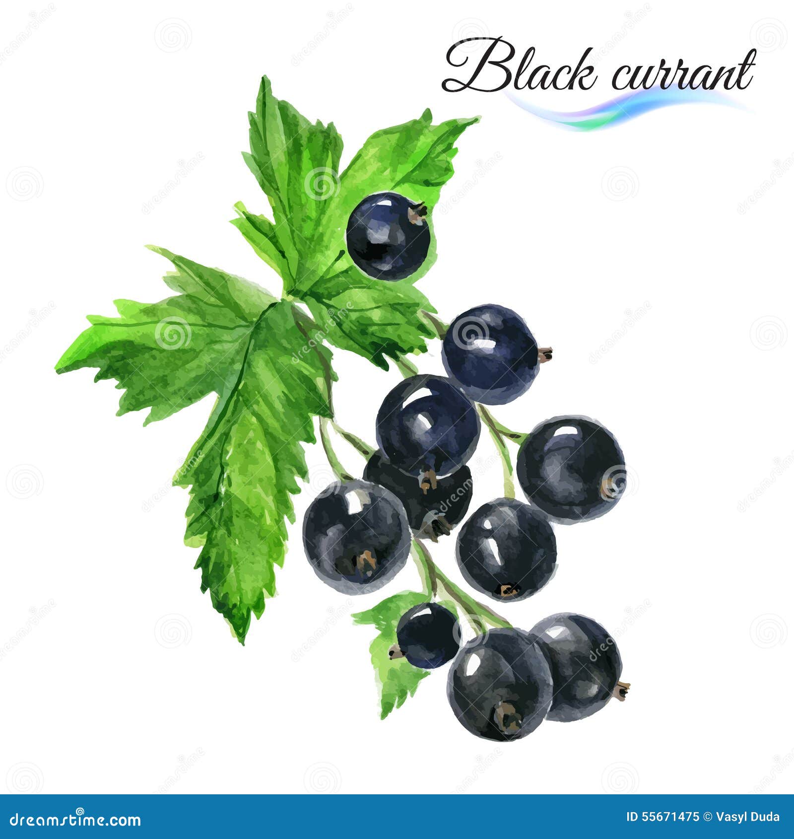 Schwarze Johannisbeere Des Aquarells Vektor Abbildung - Bild: 55671475