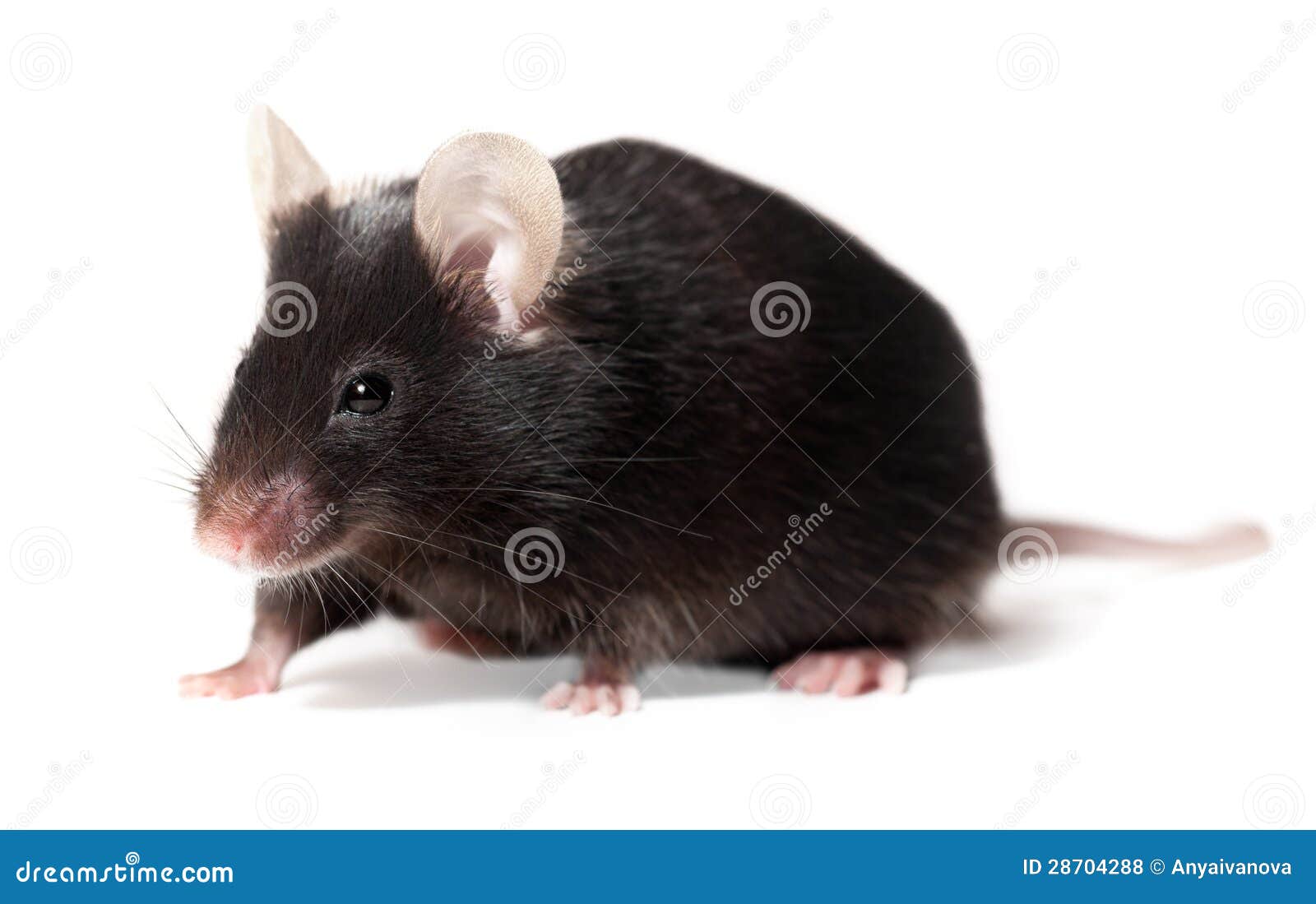 Schwarze Labormaus Auf Weißem Hintergrund Stockfoto - Bild von genetik ...