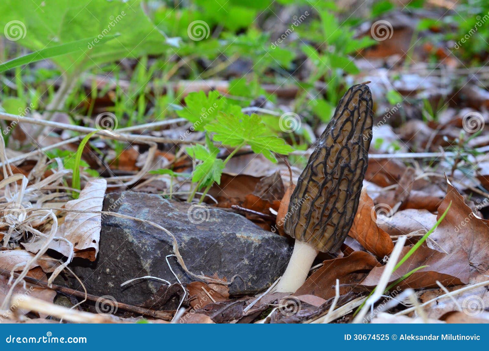 Schwarze Morchel-Pilz stockbild. Bild von pilze, pilz - 30674525