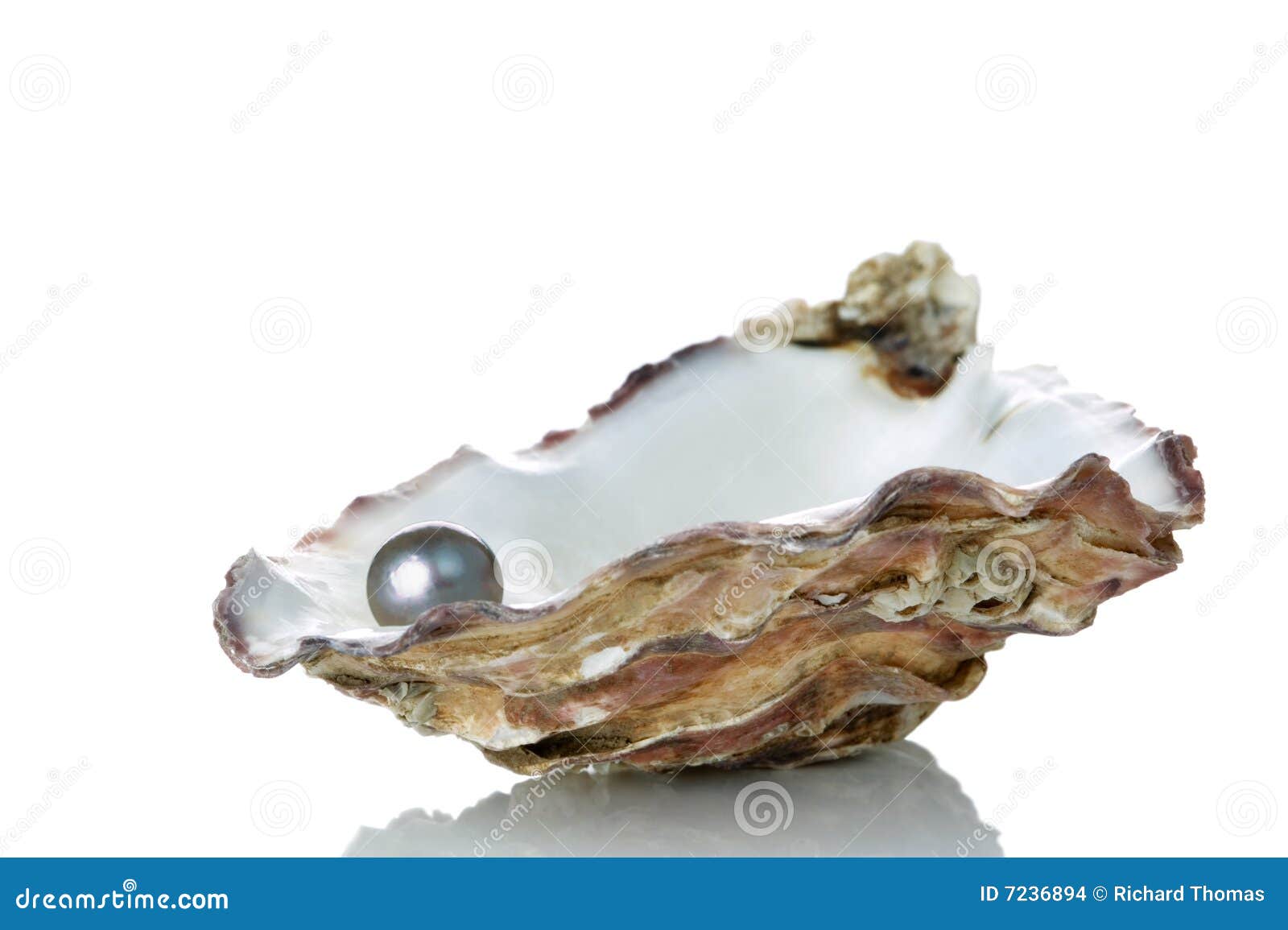 Schwarze Perle stockfoto. Bild von auster, schwarzes, studio - 7236894