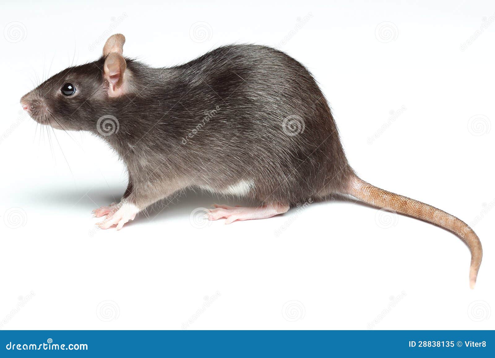 Schwarze Ratte Auf Weiß Lizenzfreies Stockfoto - Bild: 28838135