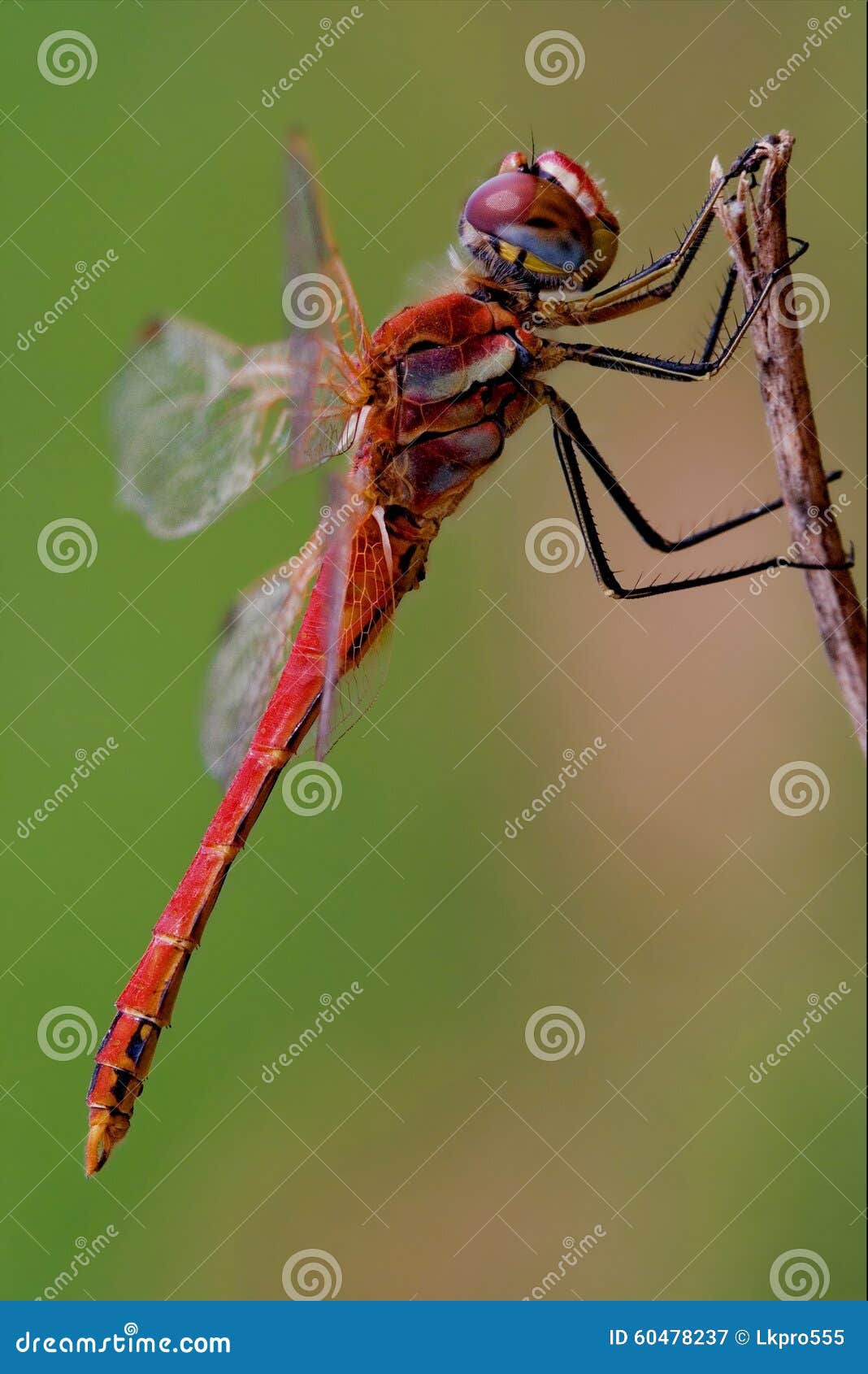 Schwarze rote Libelle stockbild. Bild von insekt, grau - 60478237