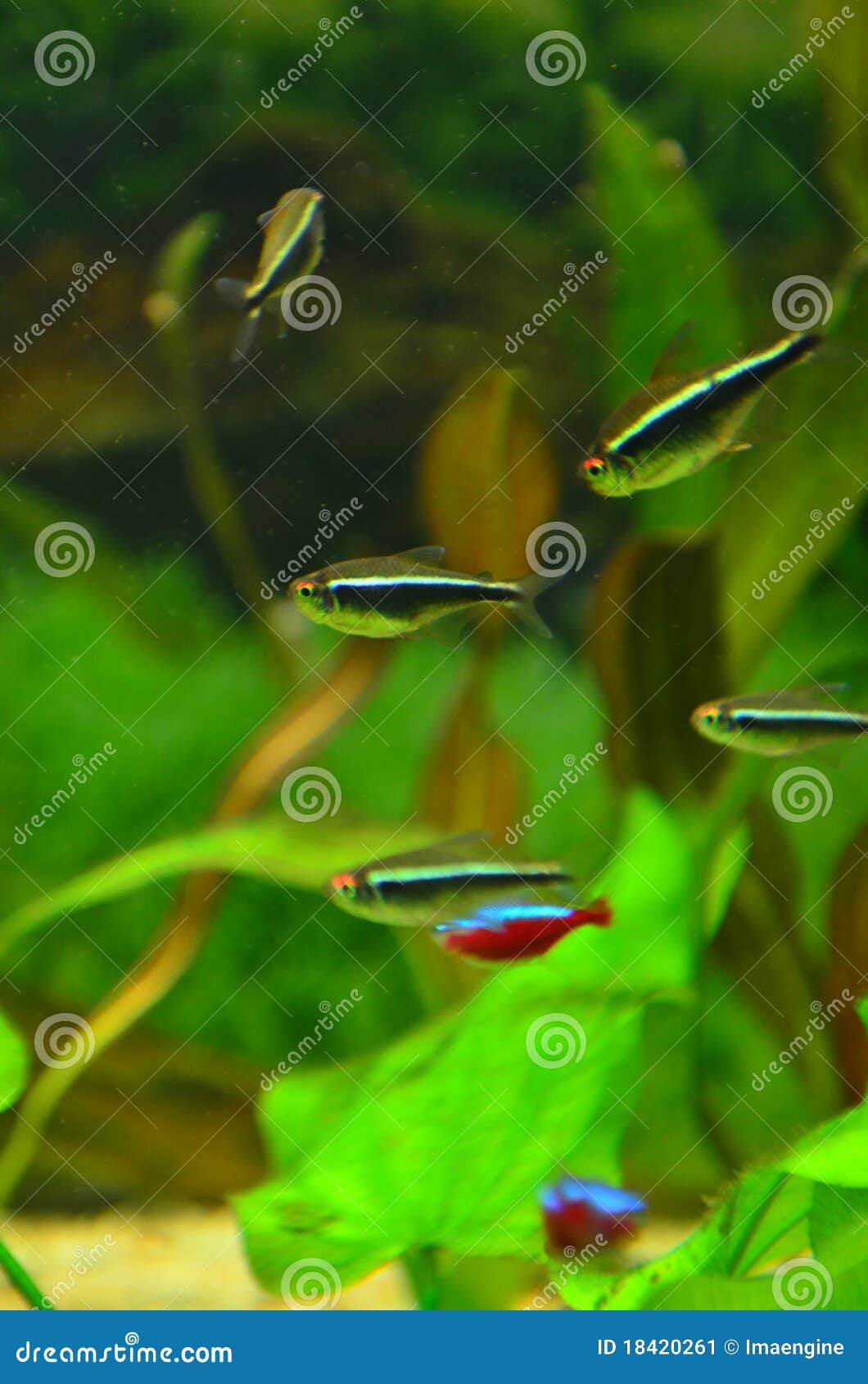 Schwarze Tetra- Neonfische stockbild. Bild von farbe - 18420261
