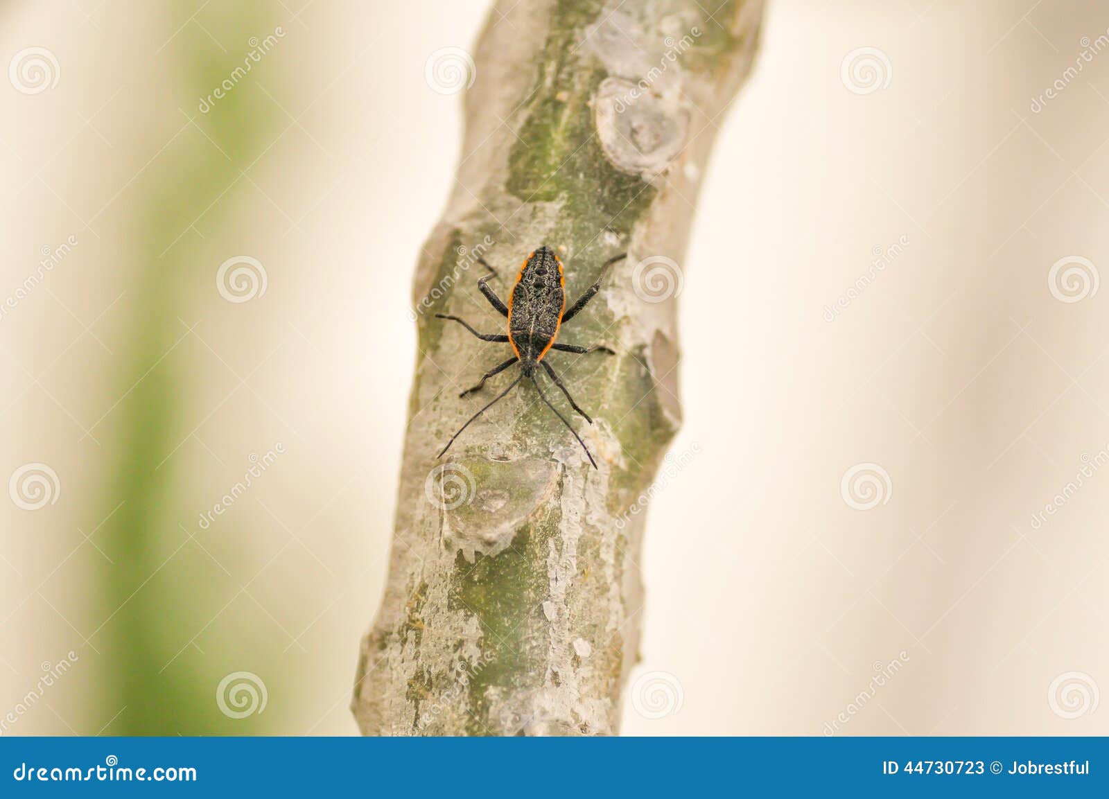 Schwarze und orange Wanze stockbild. Bild von muster - 44730723