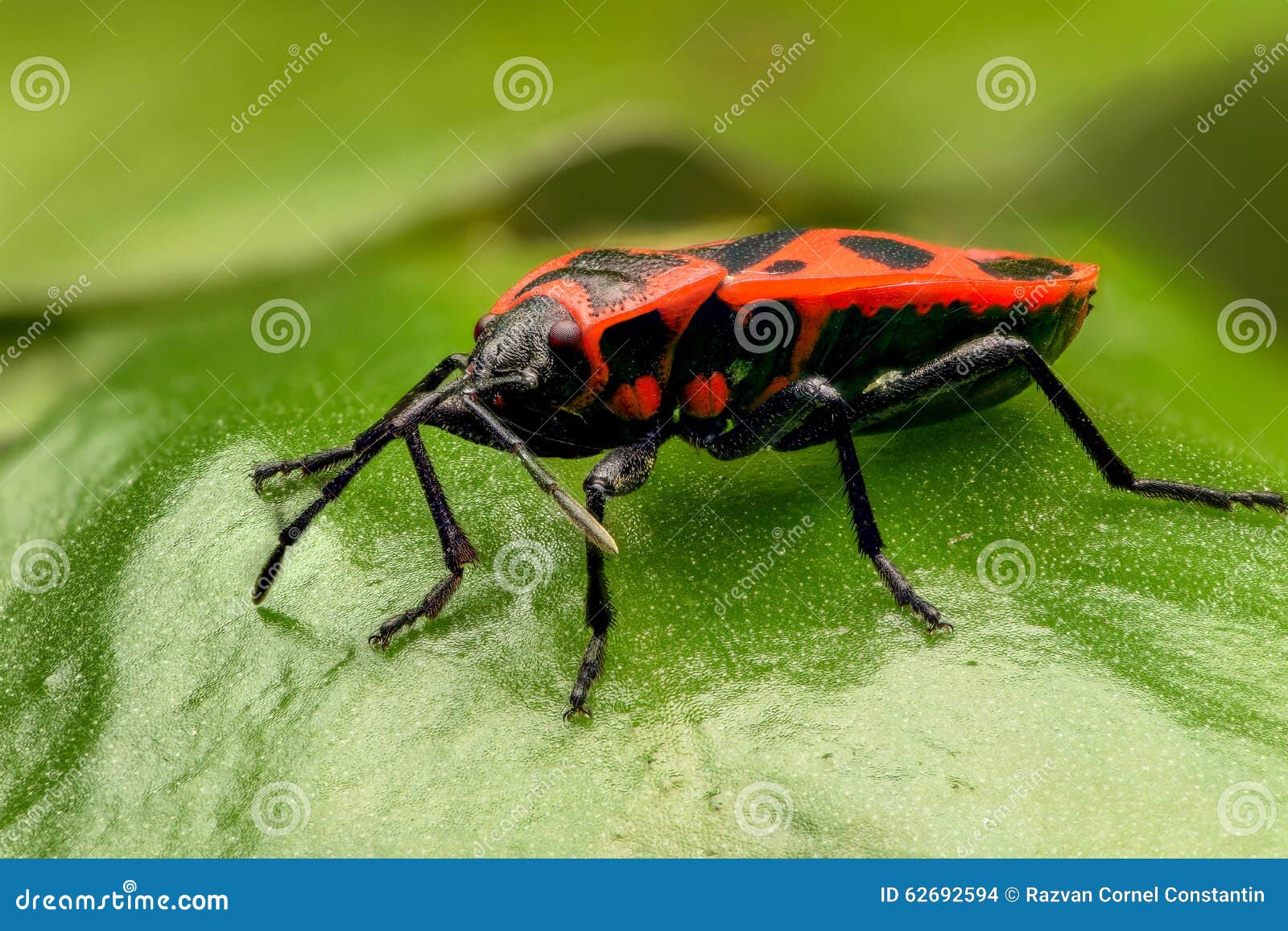 Schwarze Und Rote Wanze, Lygaeus-equestris Stockfoto - Bild von bild ...
