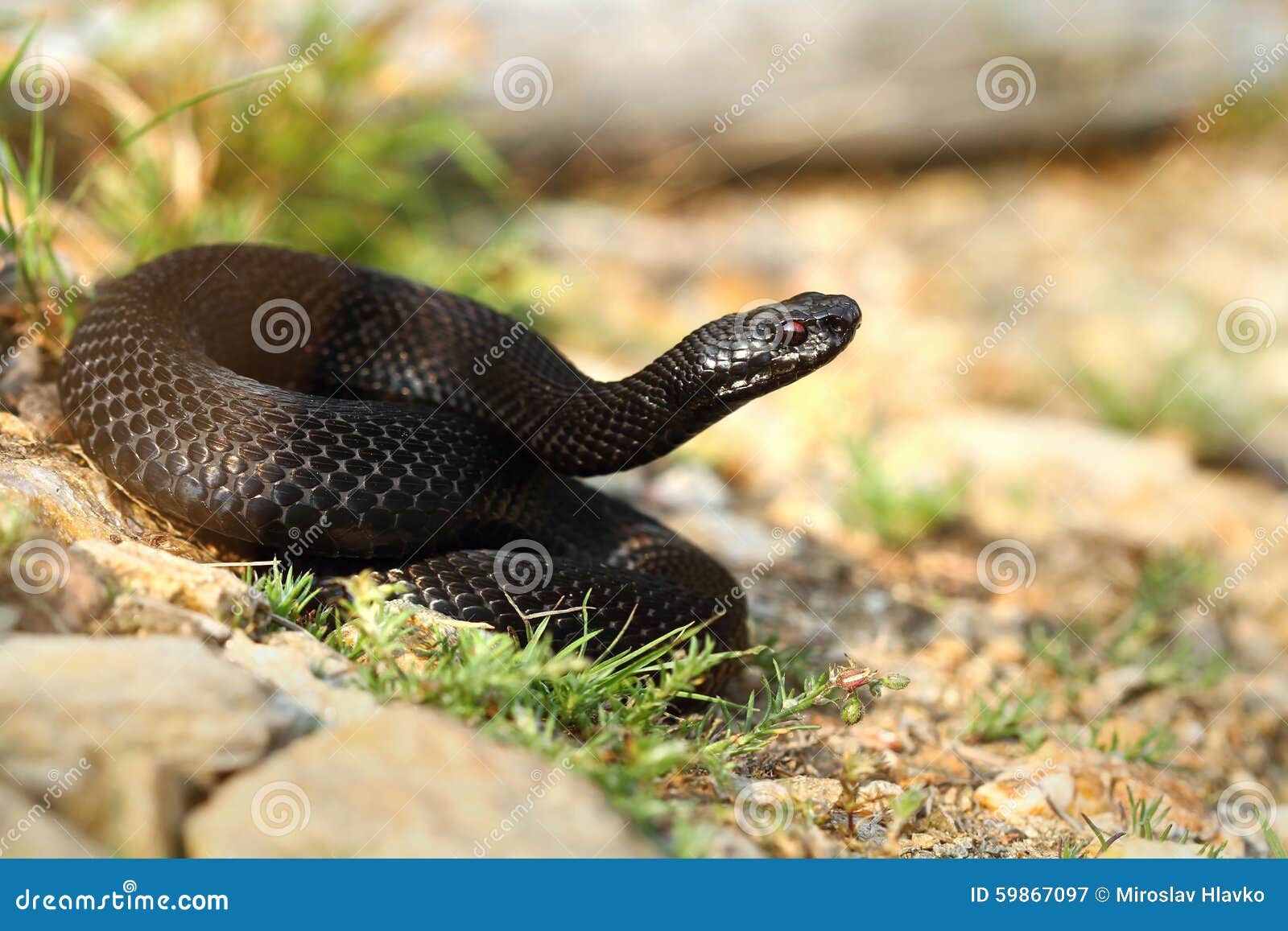 Schwarze Viper auf Weg stockbild. Bild von jäger, tier - 59867097
