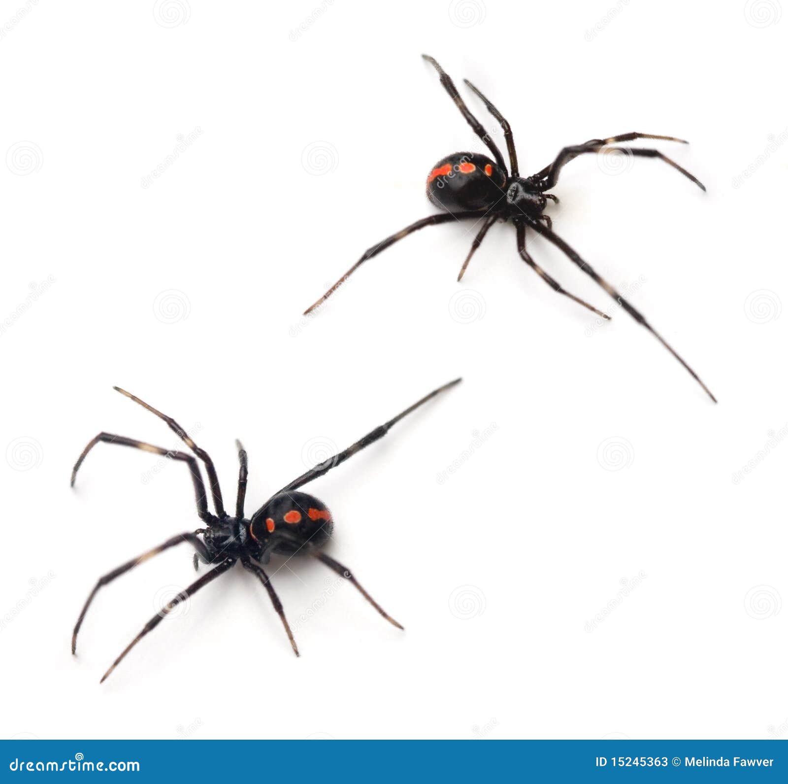 Schwarze Witwe stockbild. Bild von über, organismus, gefährlich - 15245363