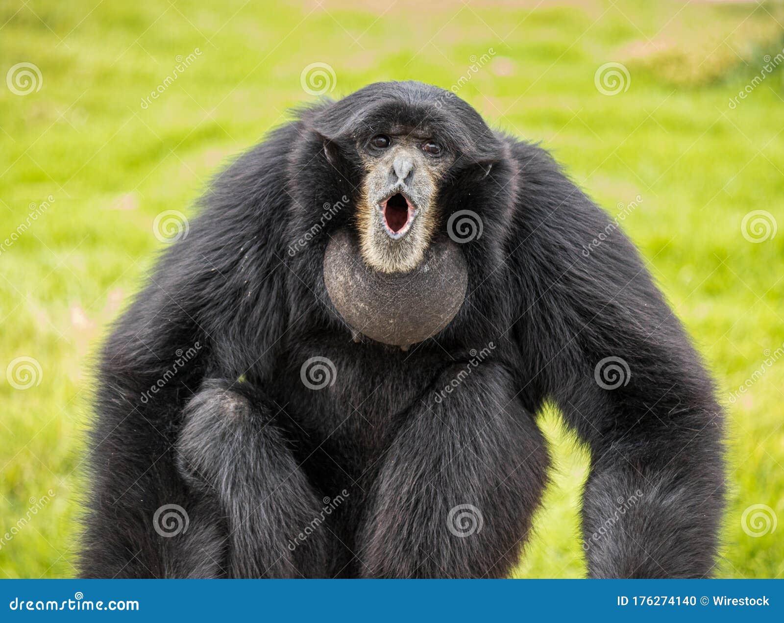 Schwarzer Affe Mit Offenem Mund Auf Dem Gras Stockfoto - Bild von ...