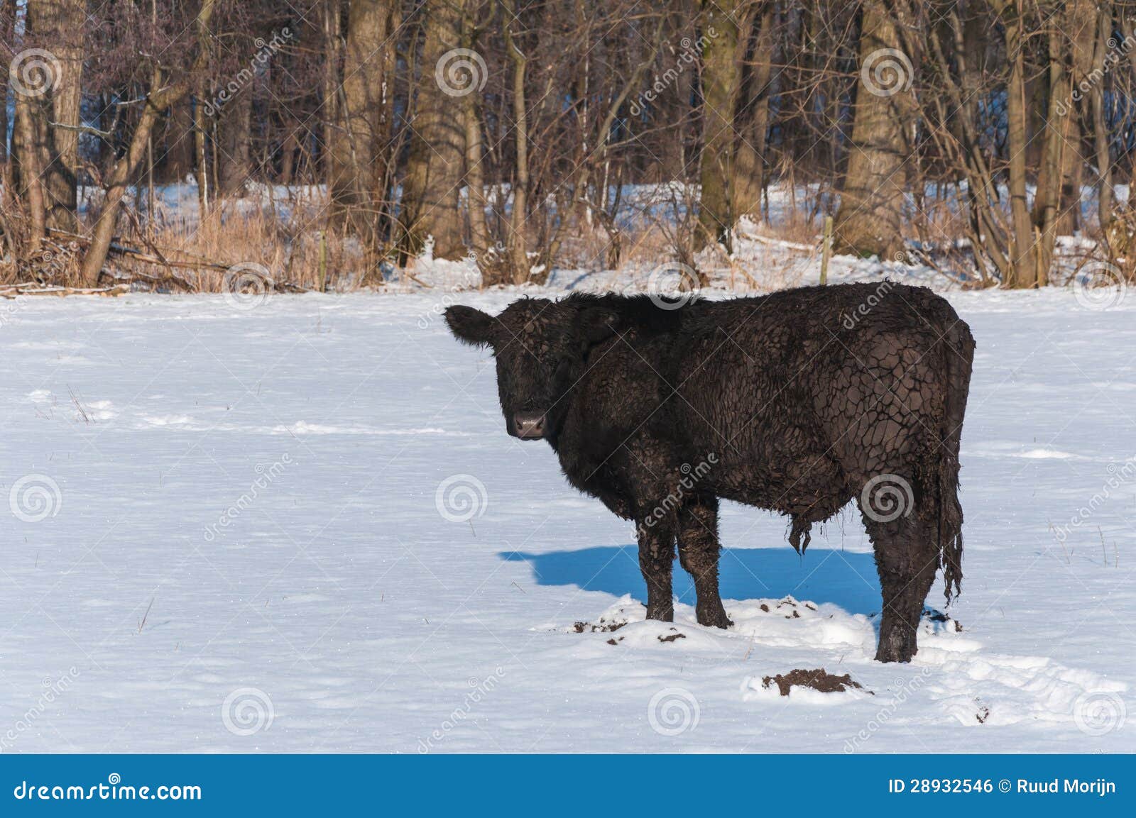 Schwarzer Angus-Stier, Der in Einer Schneebedeckten Wiese Steht ...