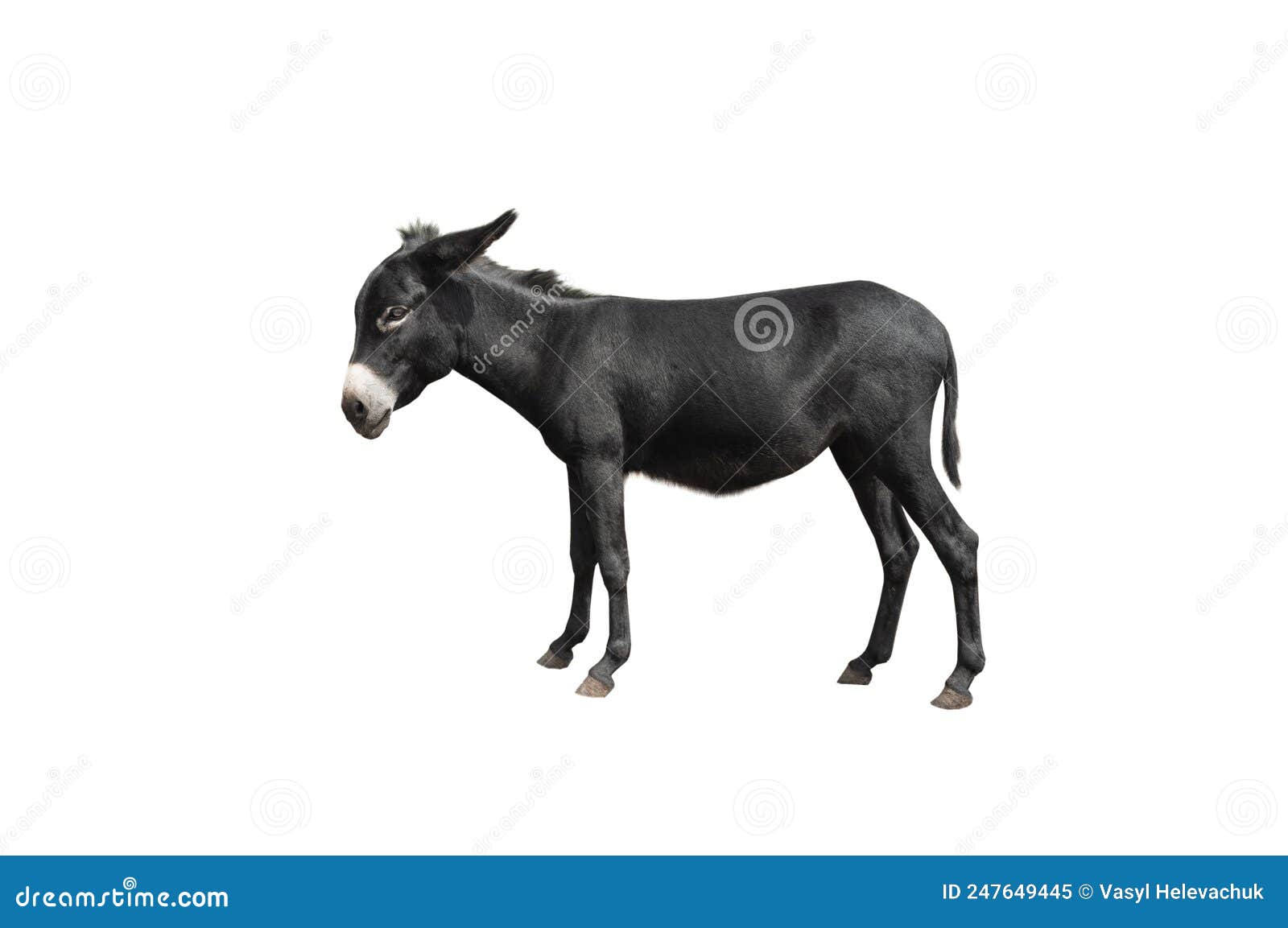Schwarzer Esel Isoliert Auf Weißem Hintergrund Stockbild - Bild von ...