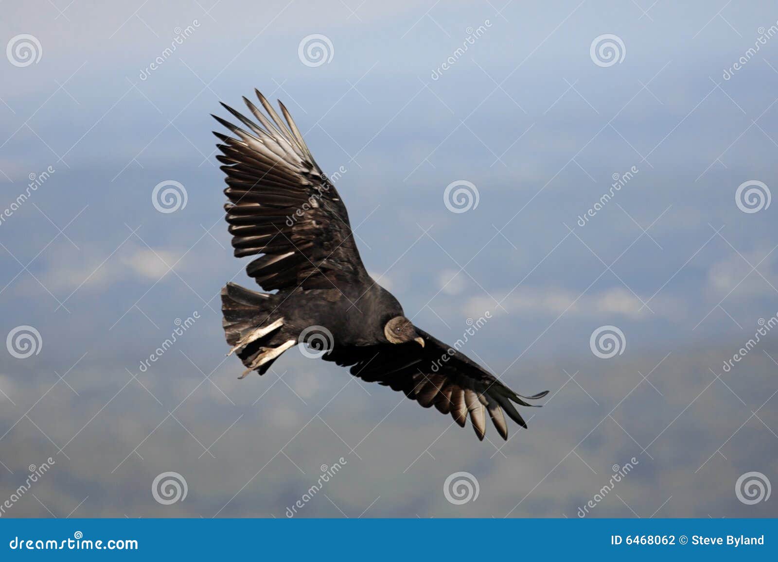 Schwarzer Geier (Coragyps Atratusz) Stockfoto - Bild von tier, vögel ...