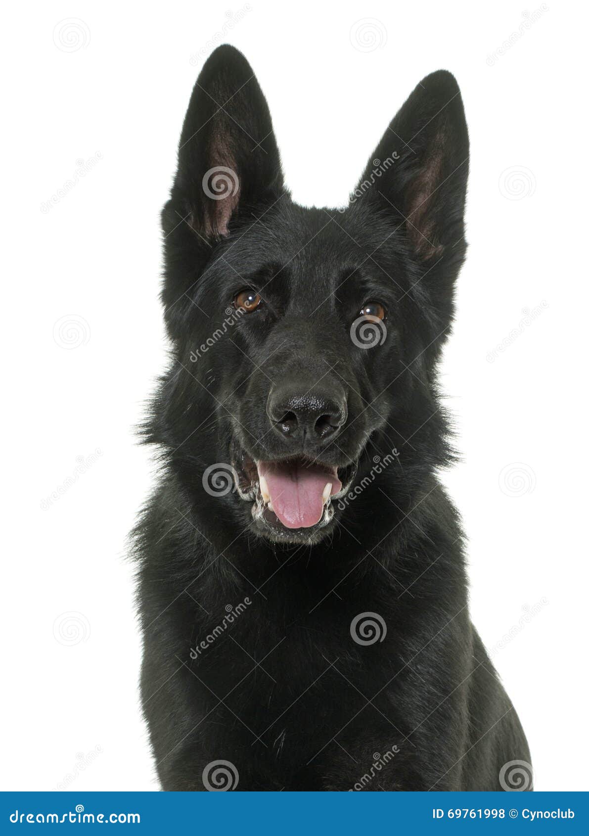 Schwarzer Hund stockfoto. Bild von studio, tier, erwachsener - 69761998