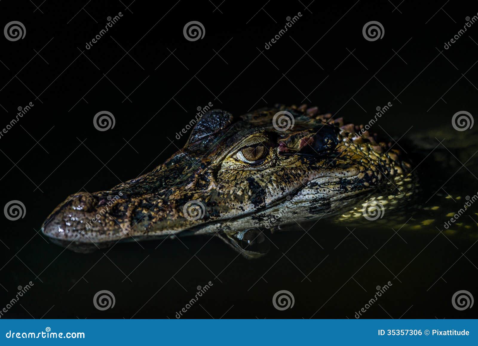 Schwarzer Kaiman Peruanischer Amazonas-Dschungel Madre De Dios Peru ...