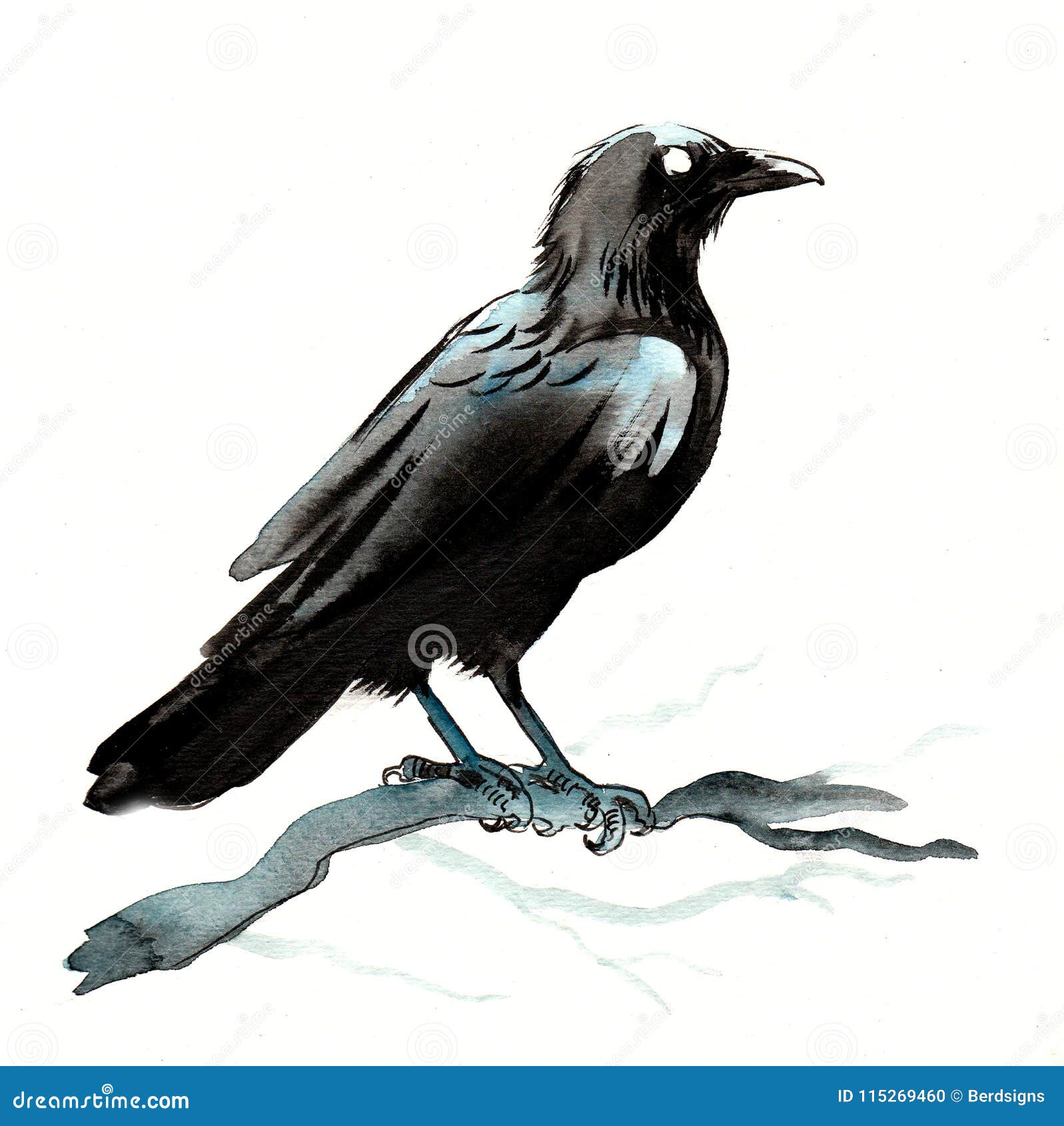 Schwarzer Rabe stock abbildung. Illustration von skizze - 115269460