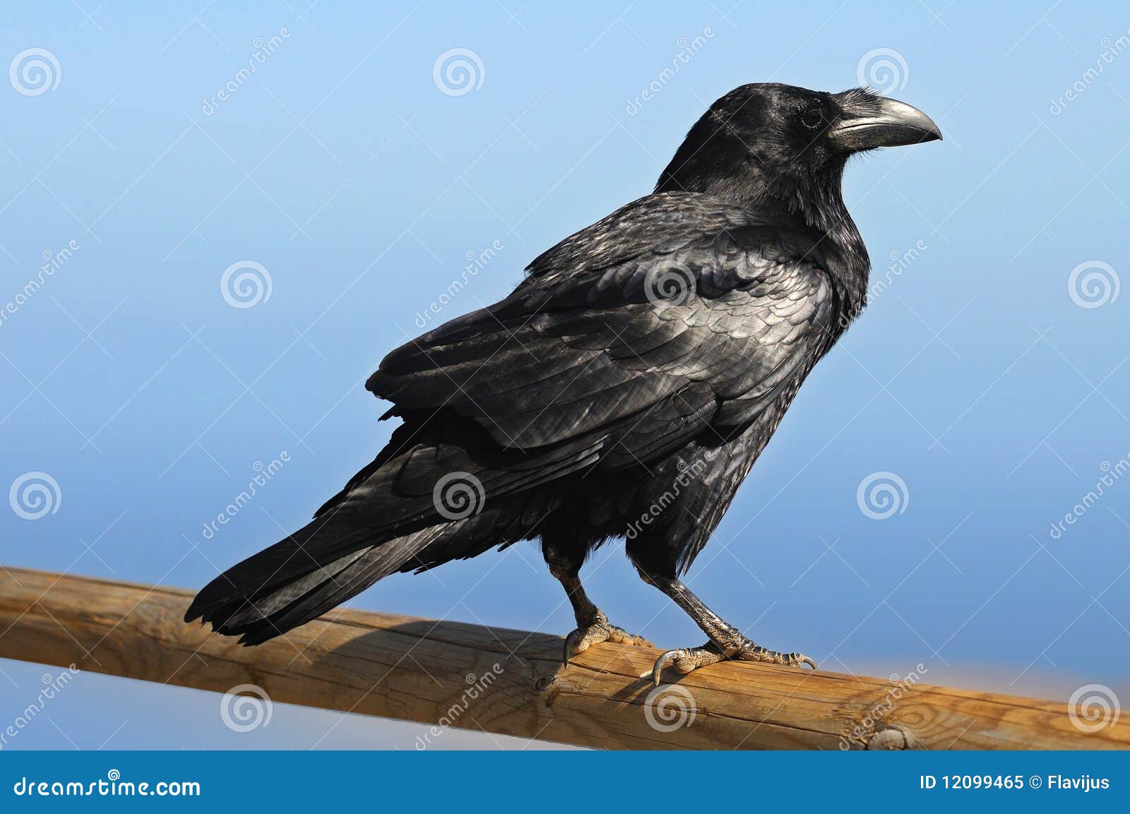 Schwarzer Rabe stockbild. Bild von furchtlos, omen, bryce - 12099465