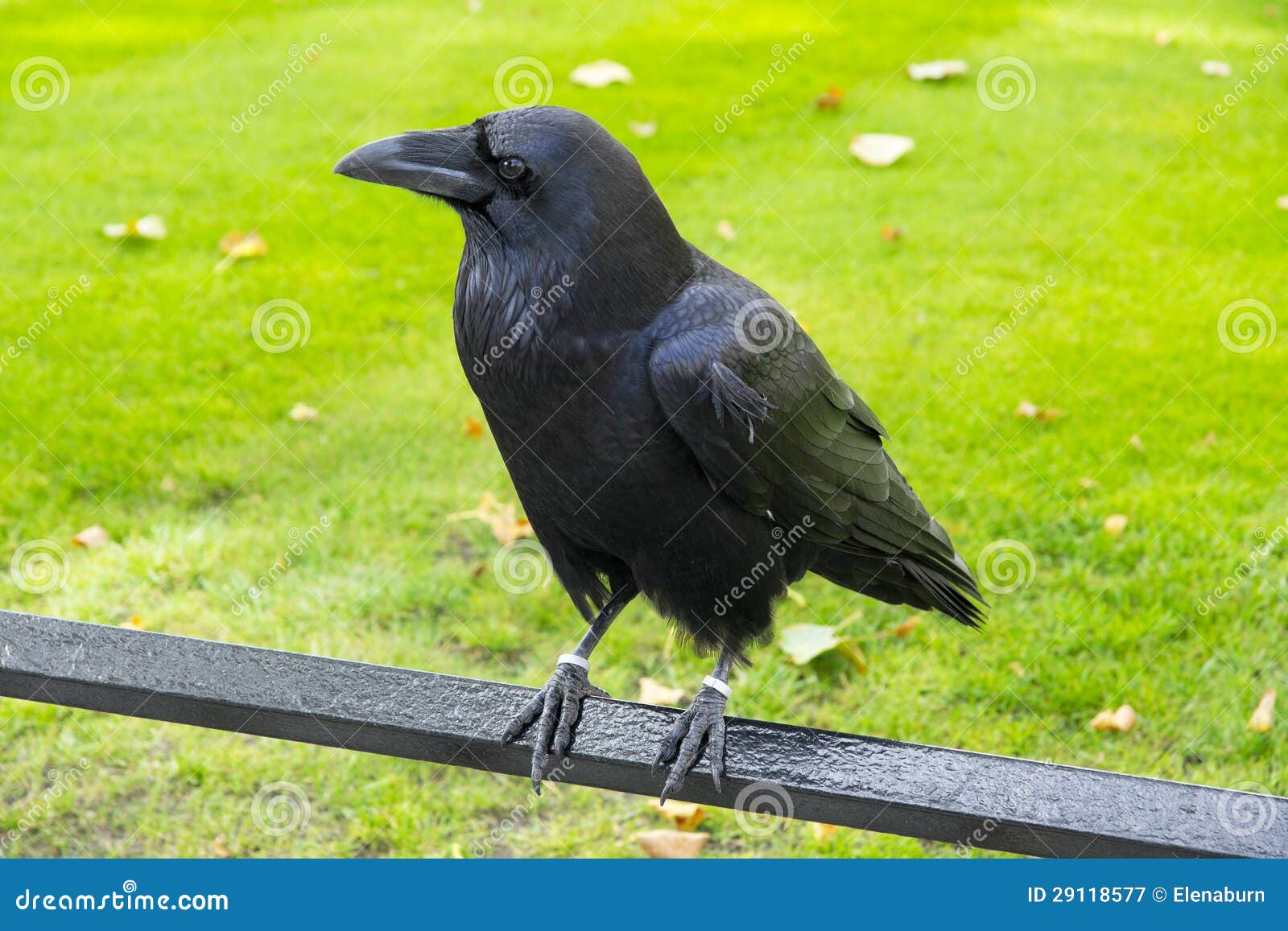 Schwarzer Rabe stockbild. Bild von tier, vogel, rabe - 29118577