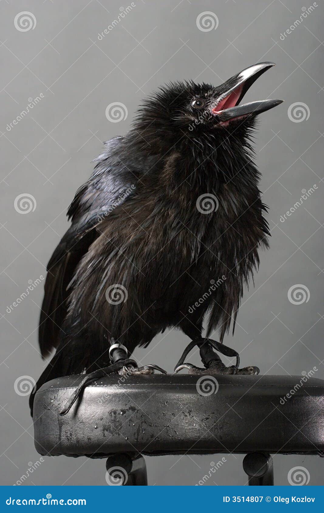 Schwarzer Rabe stockbild. Bild von krähe, schnabel, seltsam - 3514807