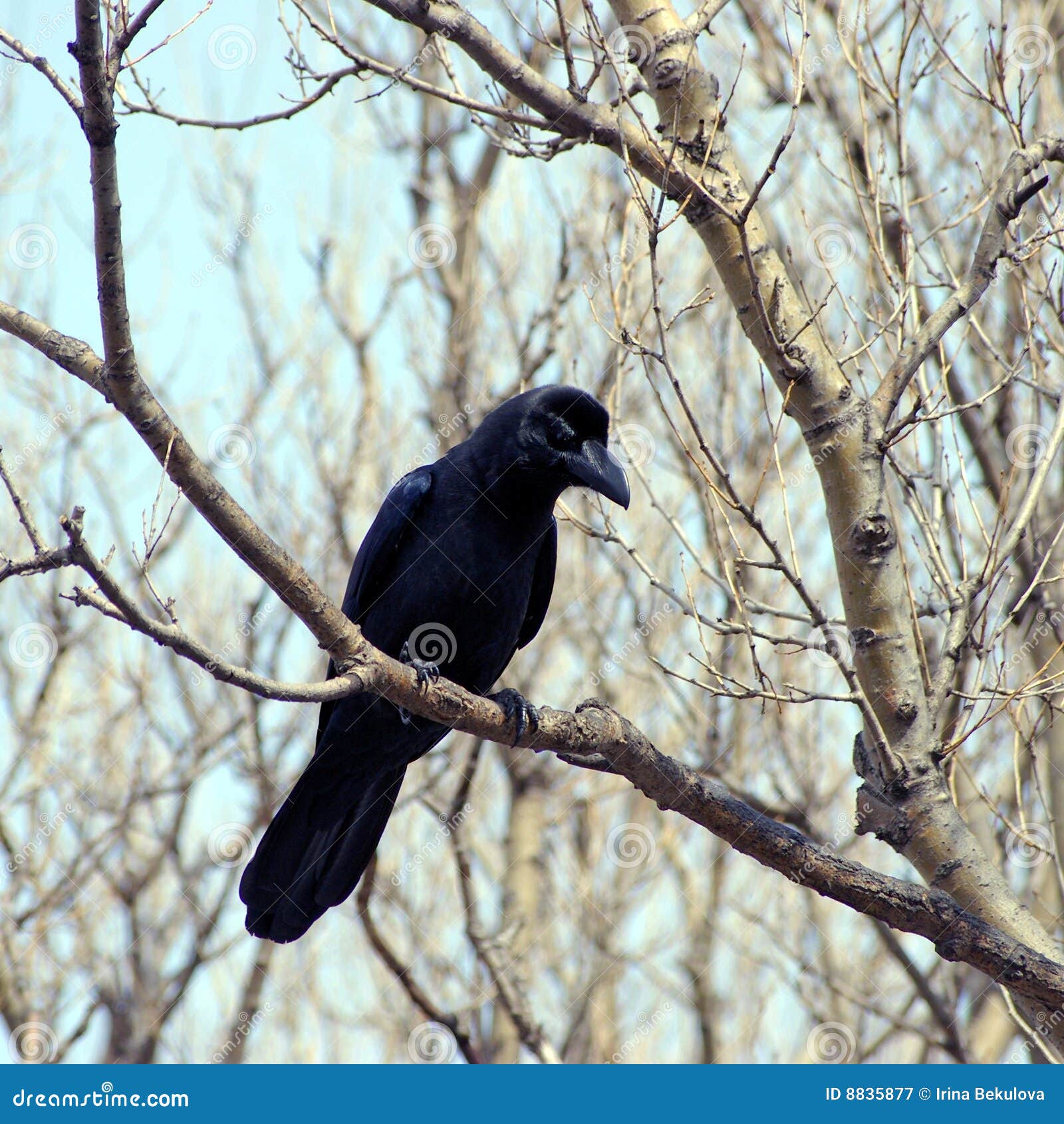 Schwarzer Rabe stockbild. Bild von wildnis, tier, rabe - 8835877