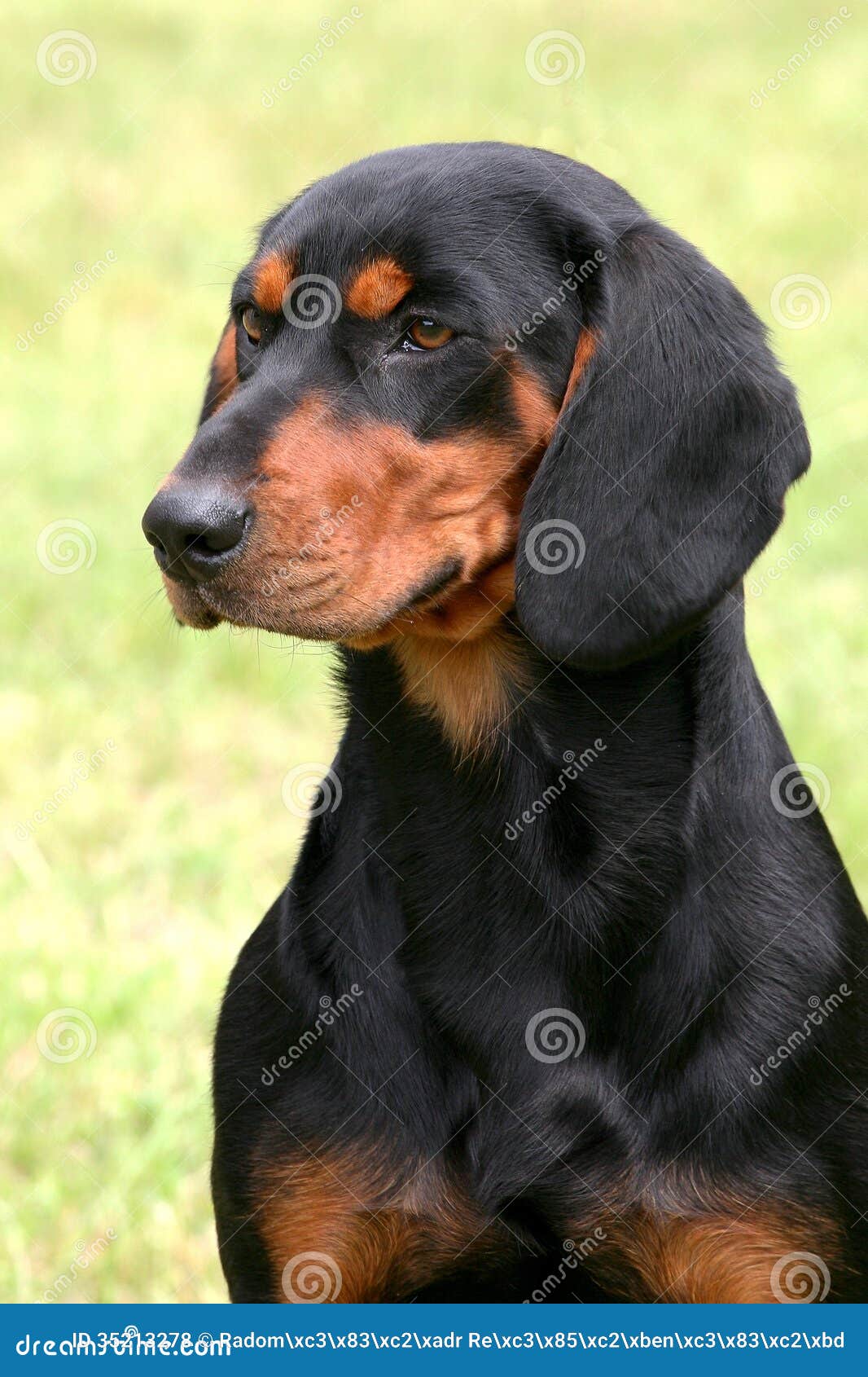 Schwarzer Schweizer-Jagdhund Stockfoto - Bild von feld, nett: 35213278